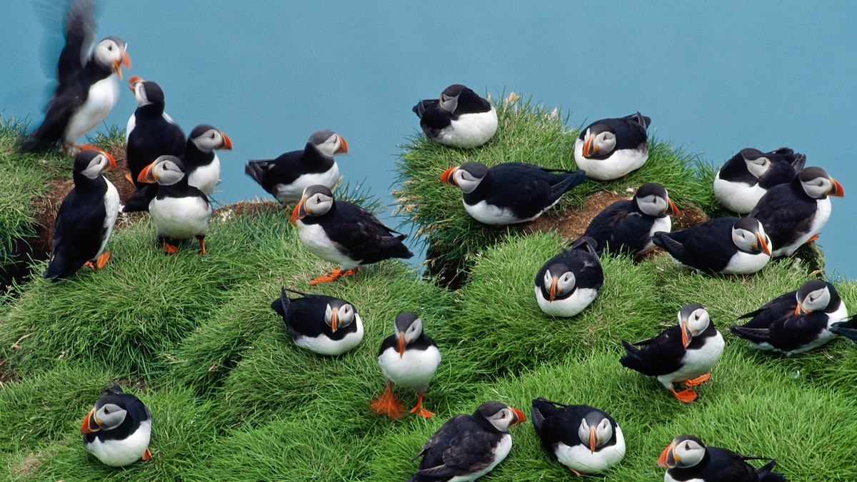 Iceland's Seabird Colonies Are Vanishing, With "Massive" Chick Deaths ...