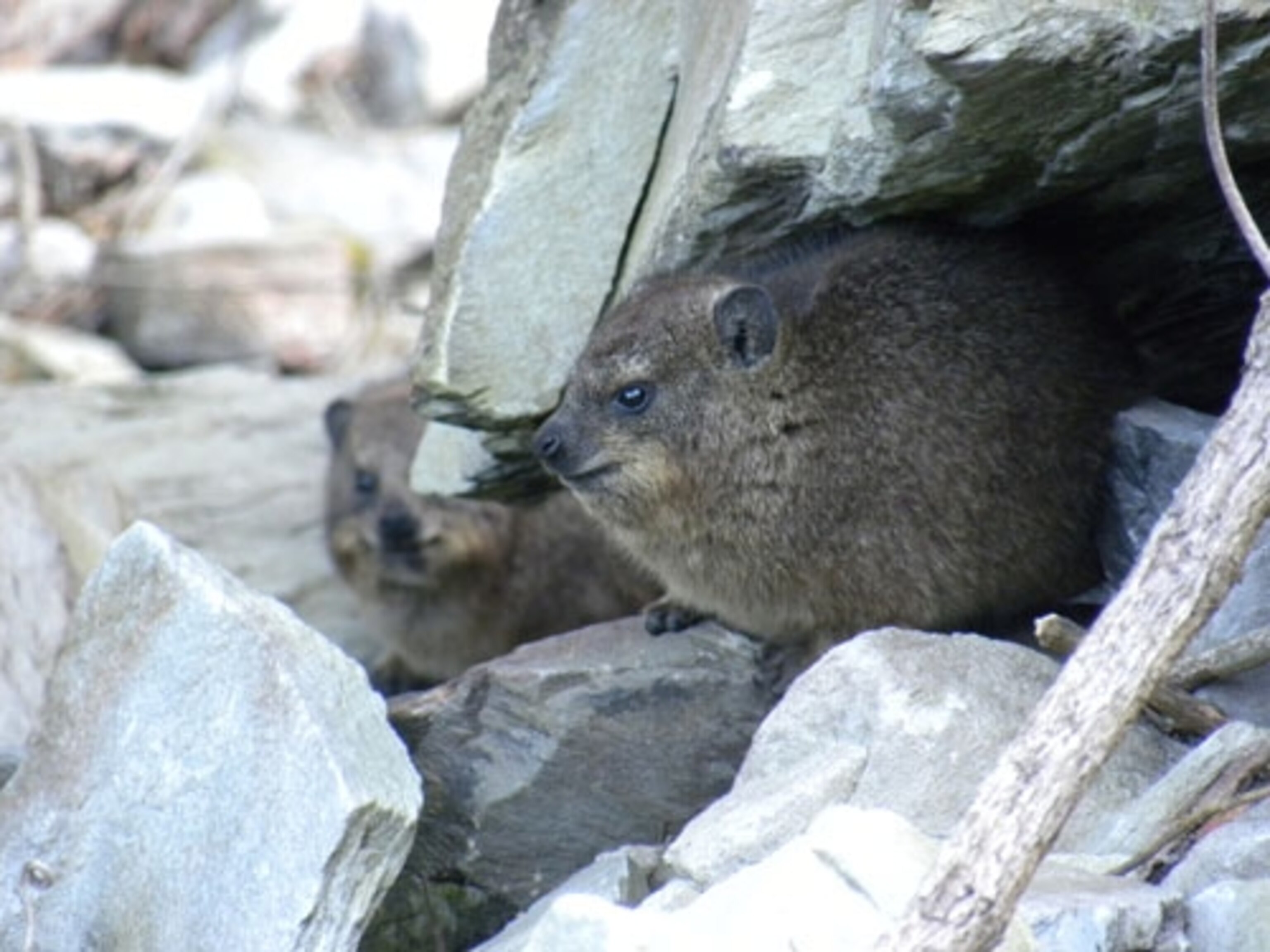 South African wildlife – rock hyrax