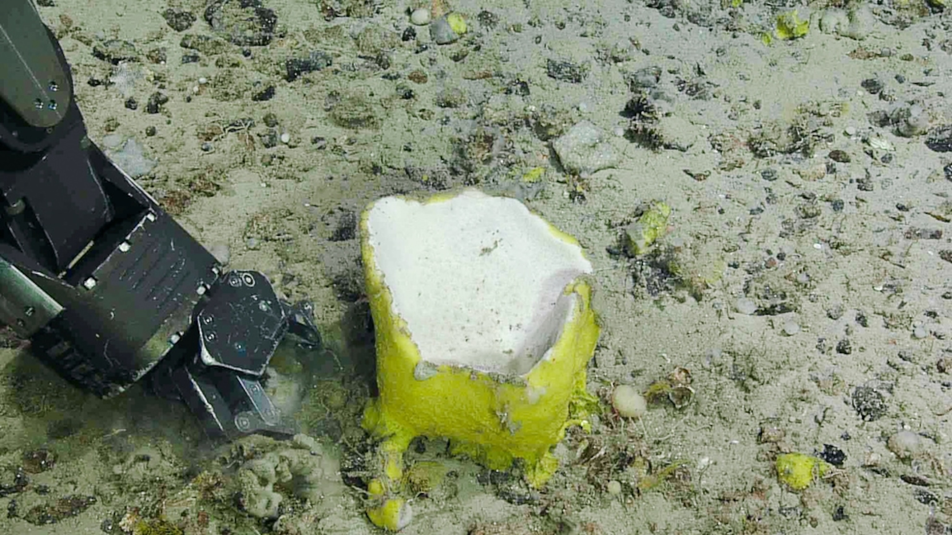 Photos: "Spectacular" Deep-Sea Species Found off Canada