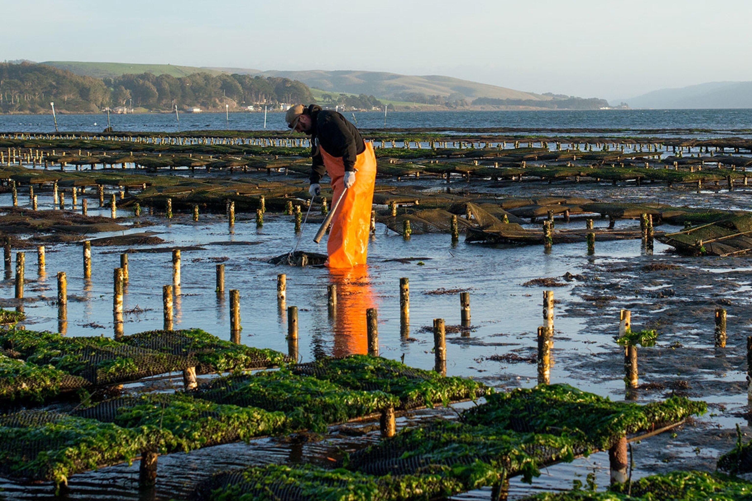 Northern California’s oyster capital is a hidden gem