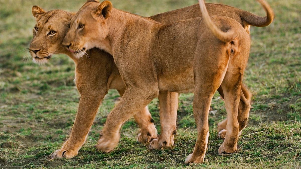 Lions Sync When They Ovulate—But People Don't | National Geographic
