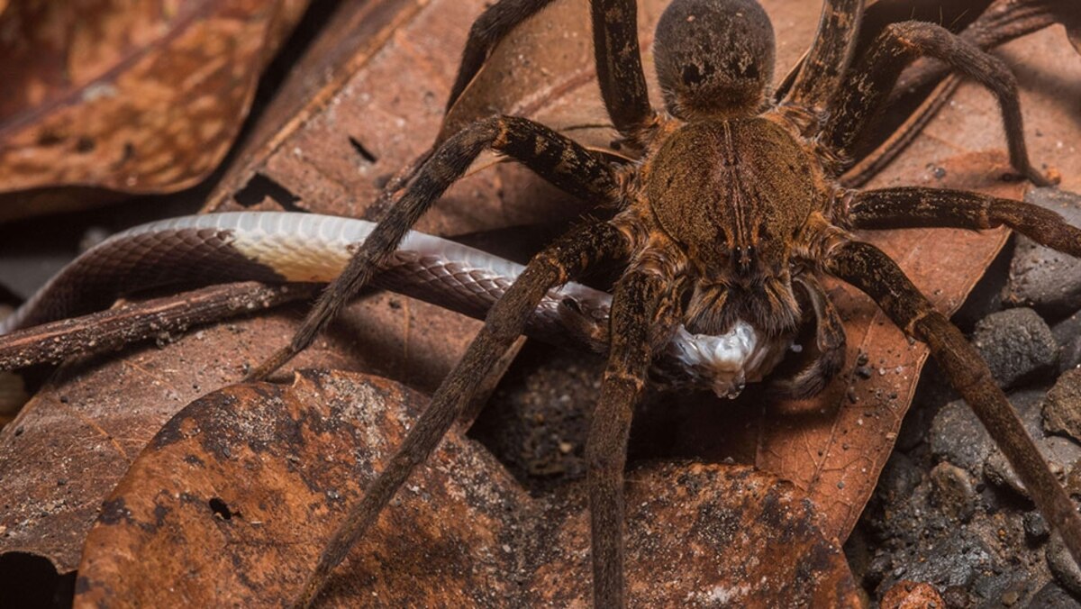 Two creepy crawlers, one victor | National Geographic