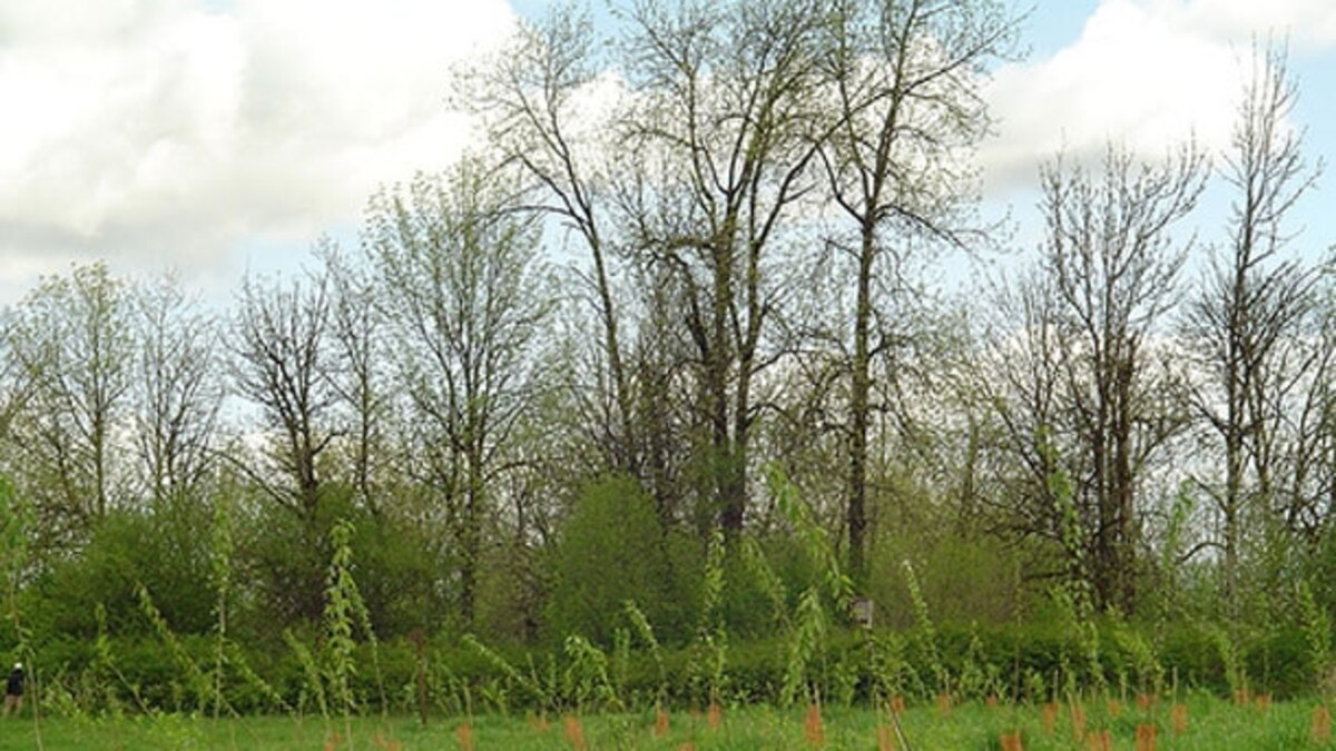 A world of genetic diversity within a single tree | National Geographic