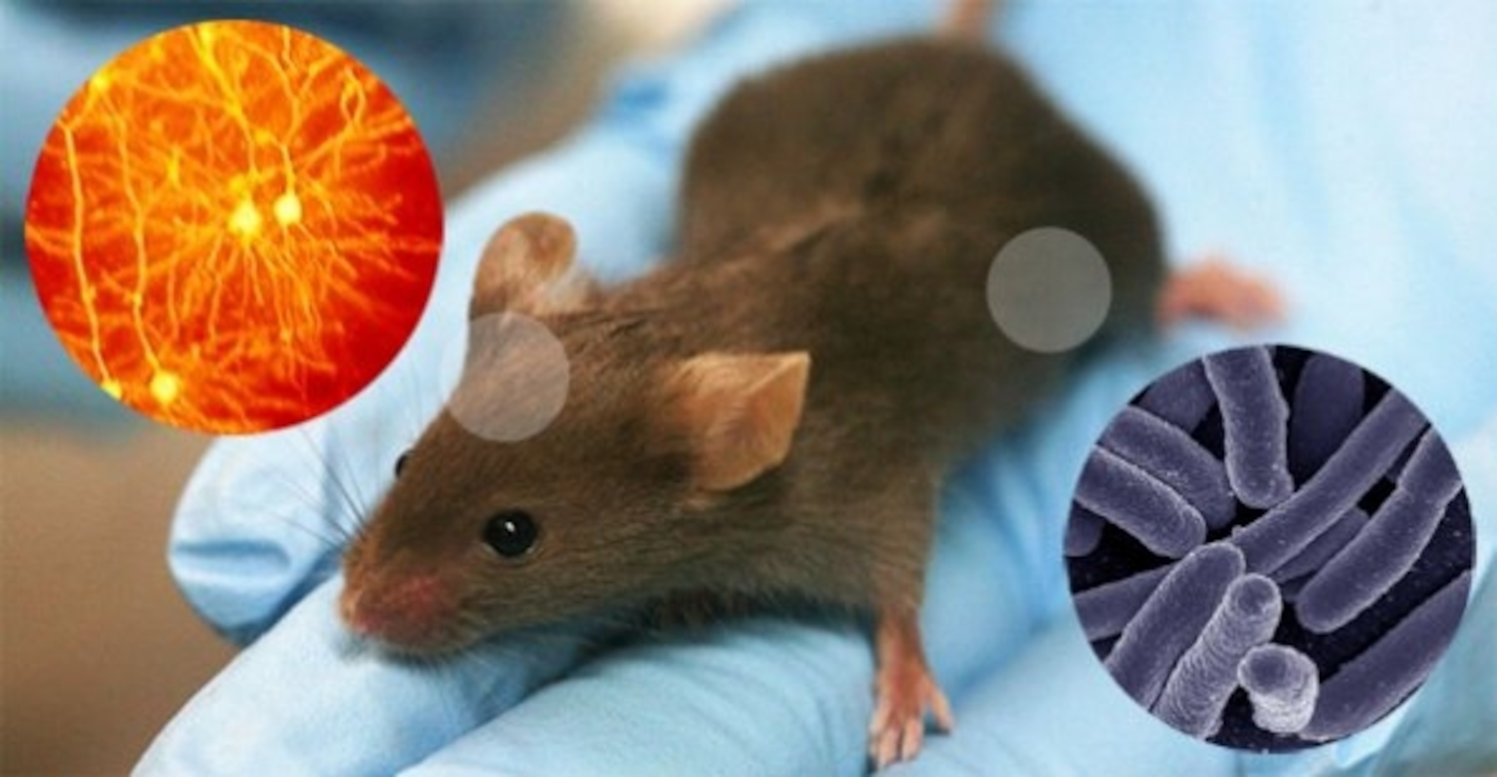 An introduction to the microbiome | National Geographic