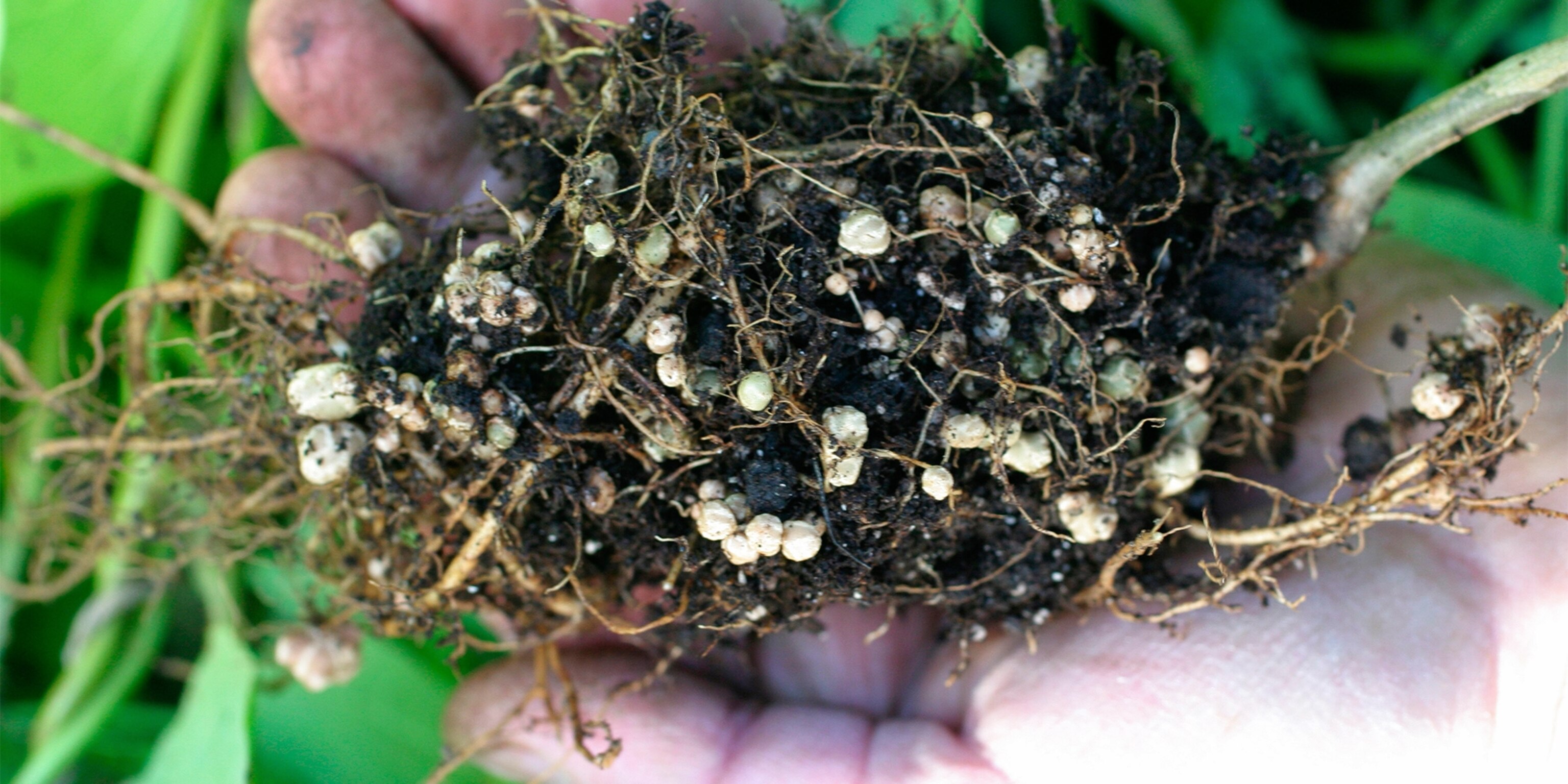 Makahiya Plant Showing The Nodules Of The Roots