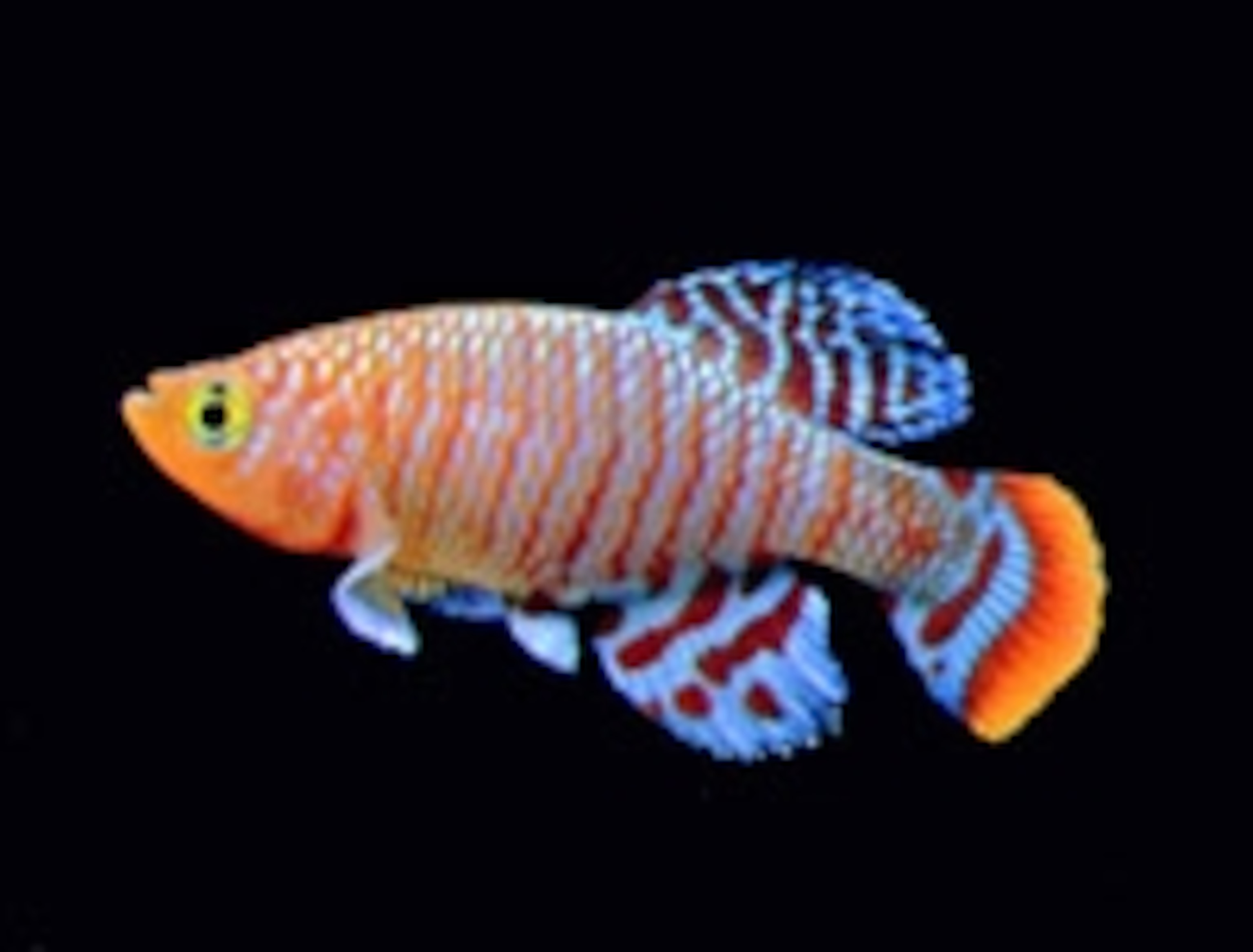 Asymmetrical brains help fish (and us) to multi-task | National Geographic