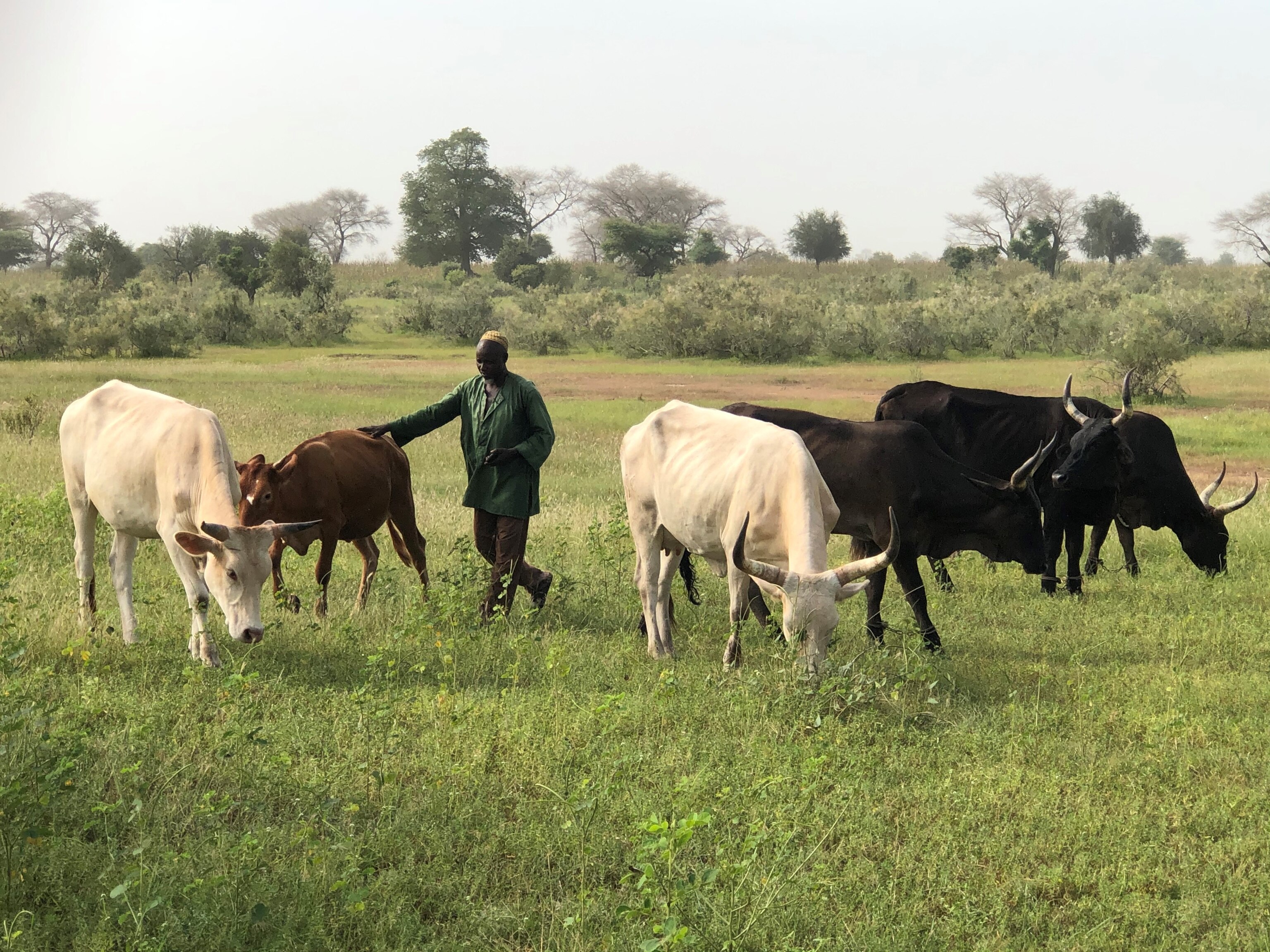 Food systems: supporting the triangle of food security