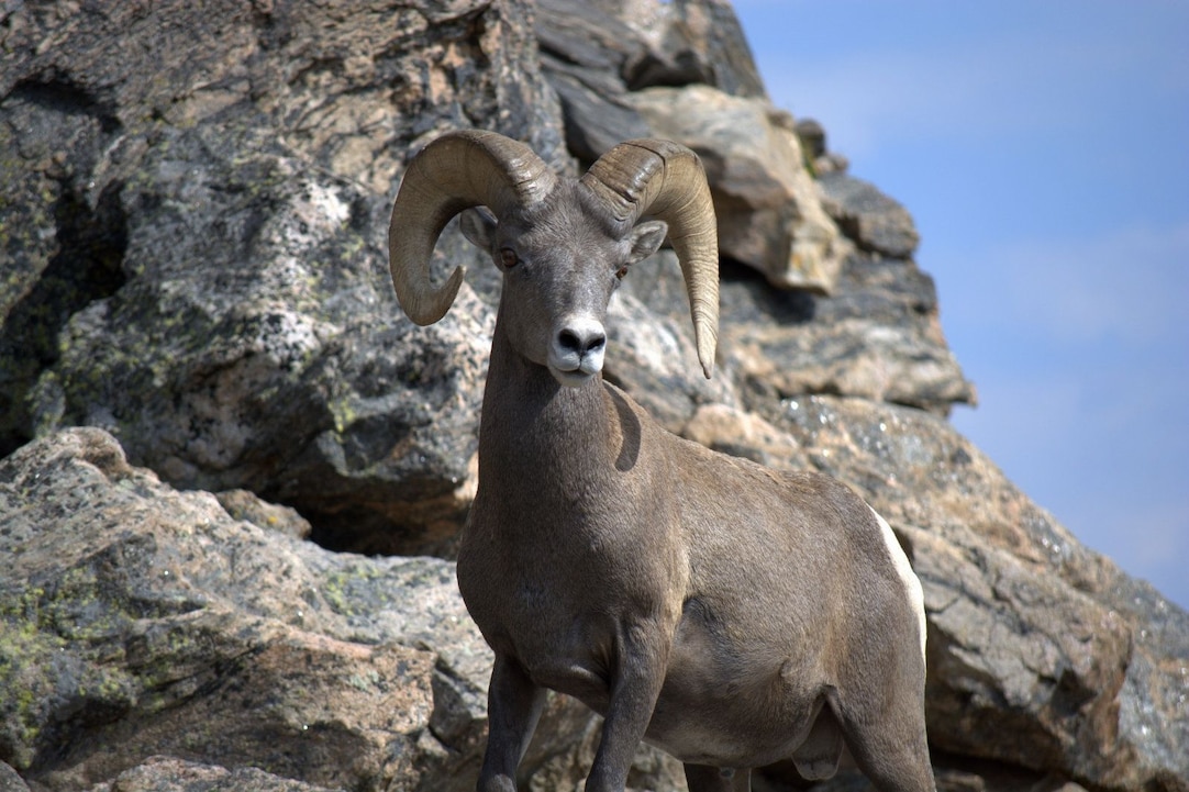 National Geographic Sheep