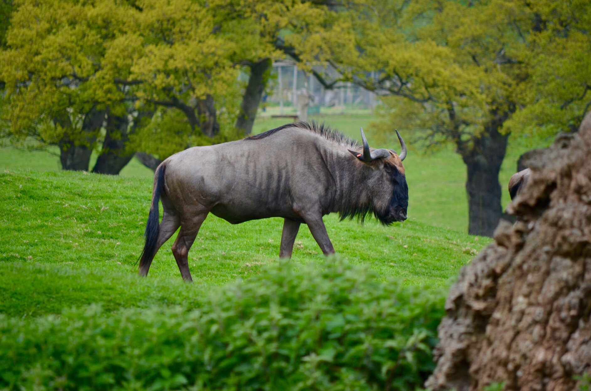 Blue Wildebeest Ecosystem Habitat Herd Blue Wildebeest ( Image & Photo