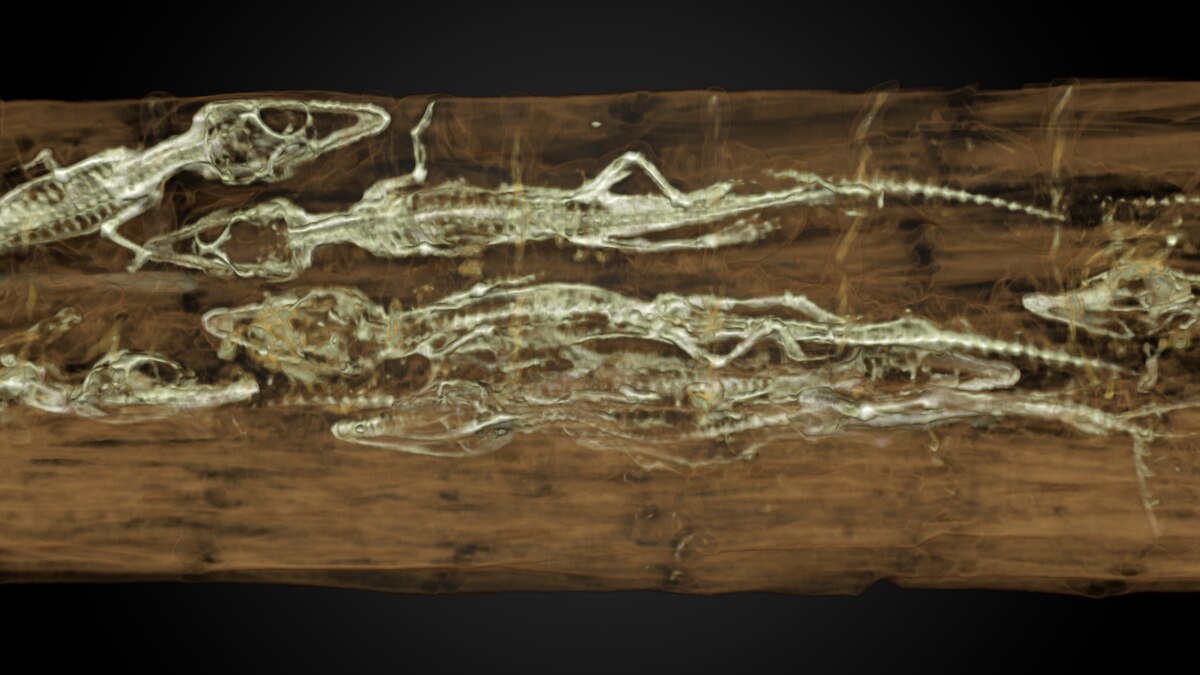 Images: Surprising Discovery Shows Dozens of Mummified Baby Crocodiles
