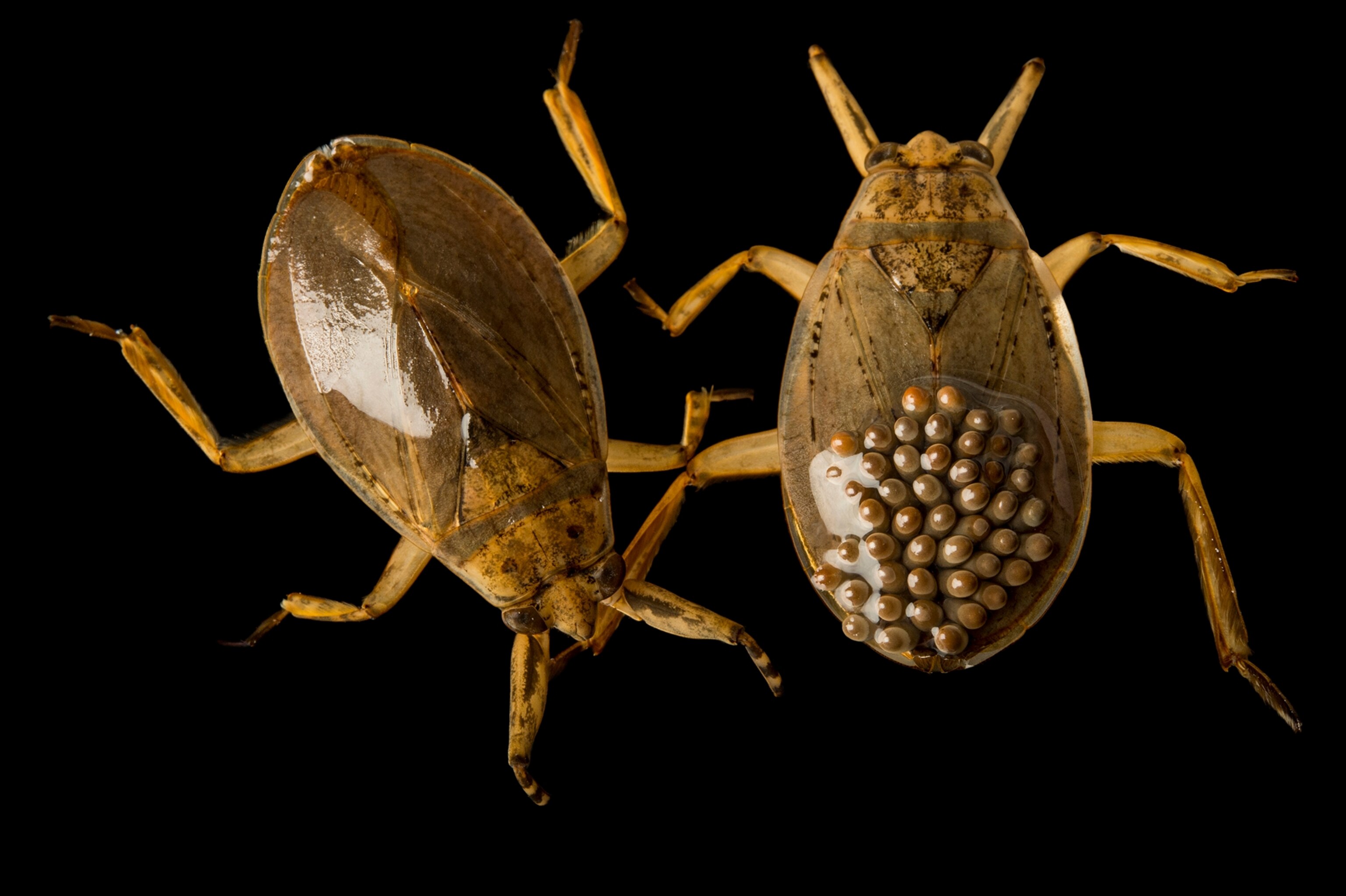 One Photographer’s Mission to Build an Ark | National Geographic