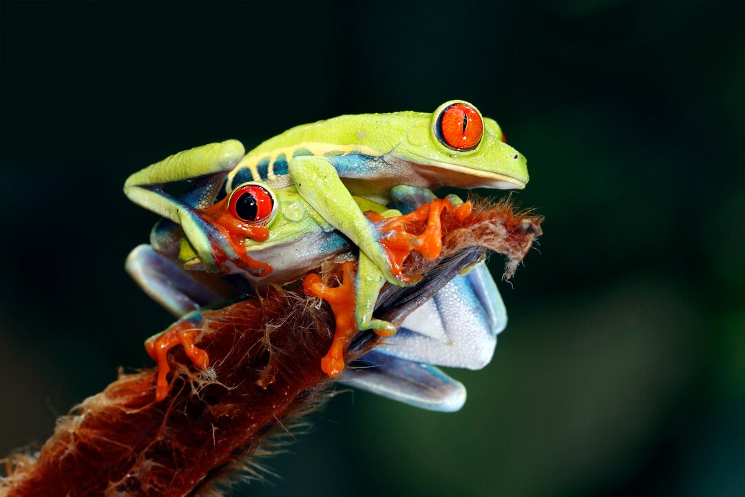 The Redeyed Tree Frog Has Three Eyelids And Sticky Pads