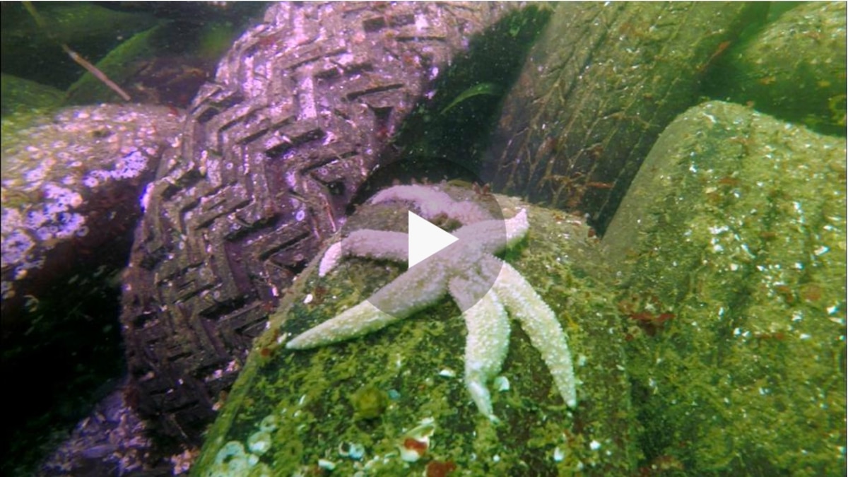 Starfish Are Still Dying, But Here's Reason for Hope | National Geographic