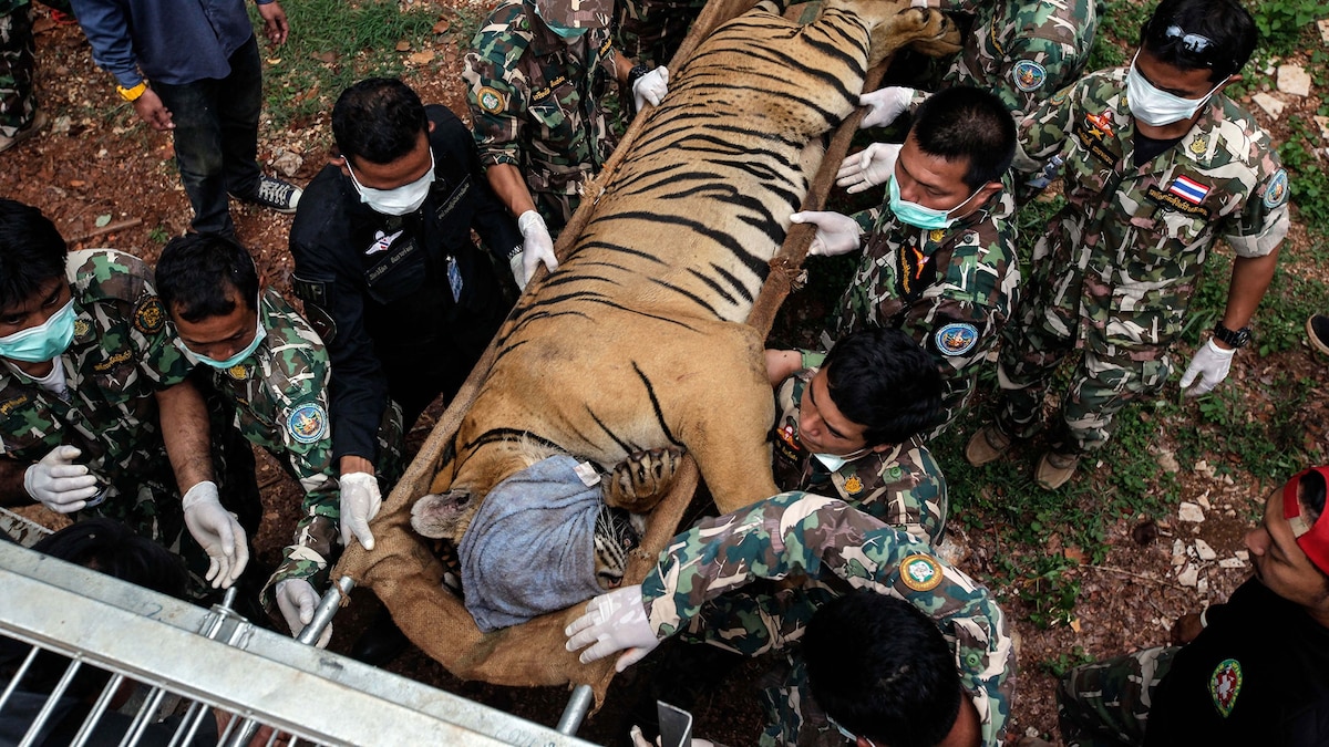 86 tigers rescued from Tiger Temple died in government custody ...