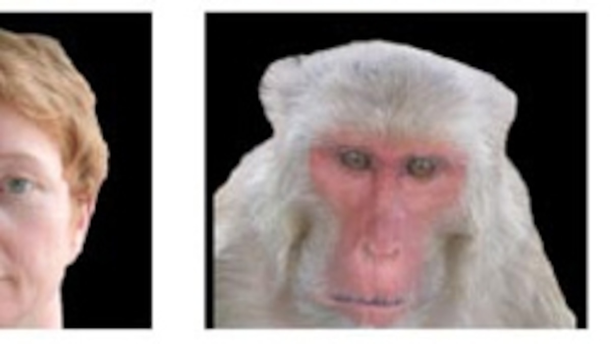 Infants match human words to human faces and monkey calls to monkey ...
