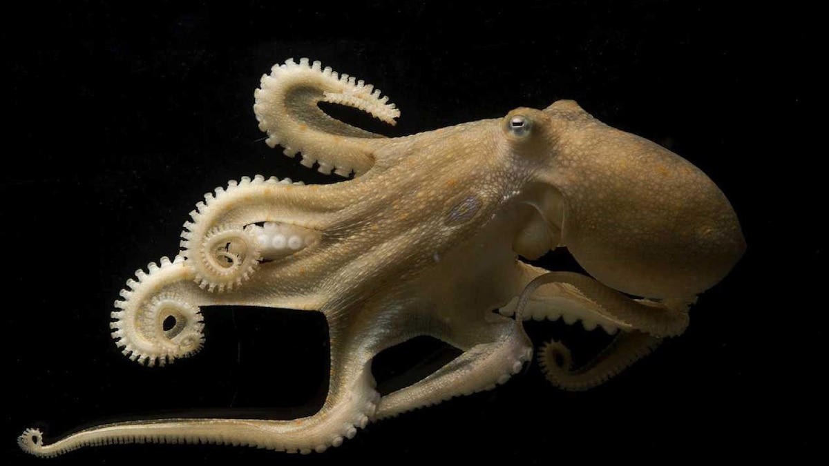When it’s too cold, these octopuses just rewire their brains | National ...
