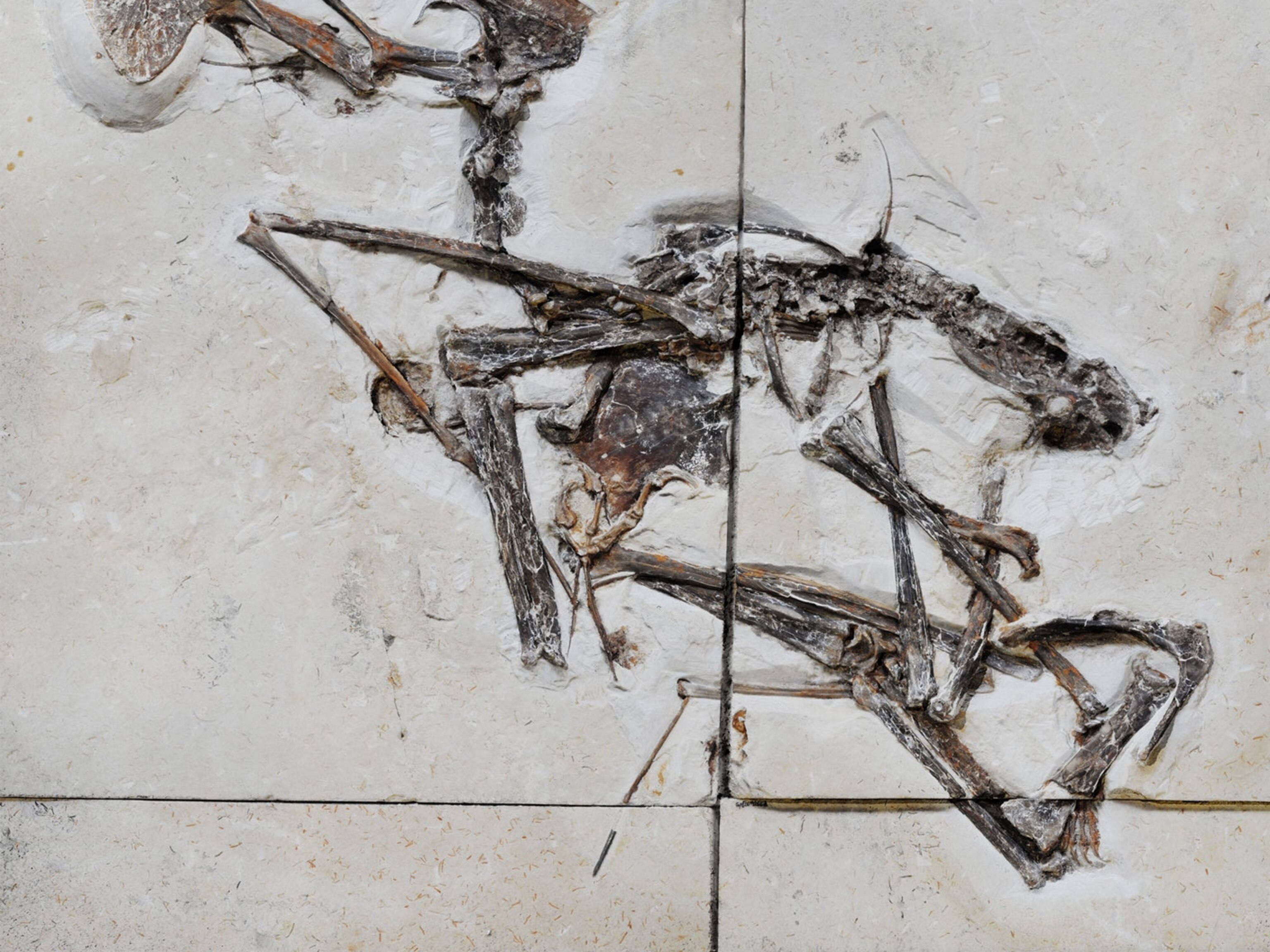 Fossil Pictures: Oldest Flying Insect Imprint Found