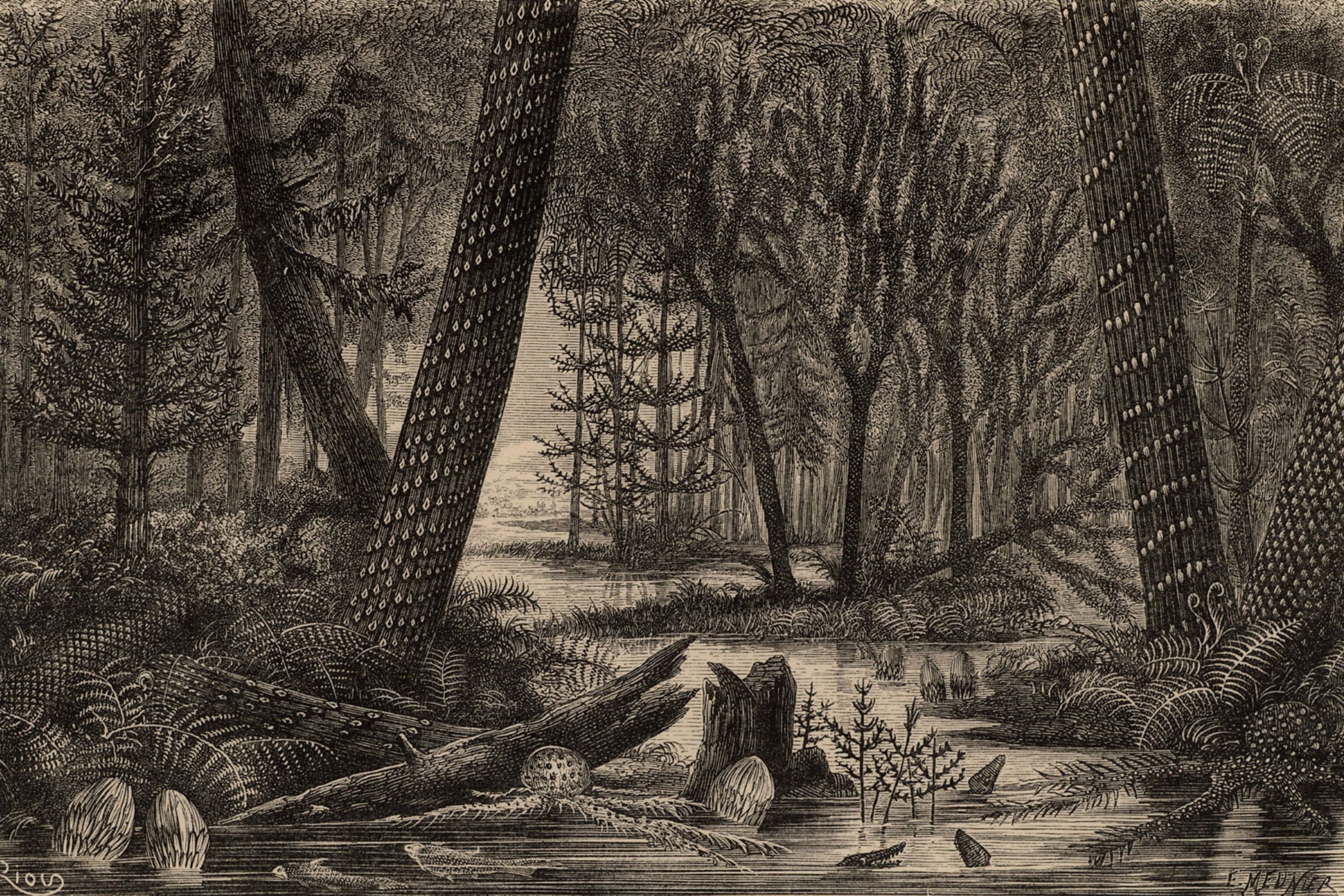 The Fantastically Strange Origin of Most Coal on Earth