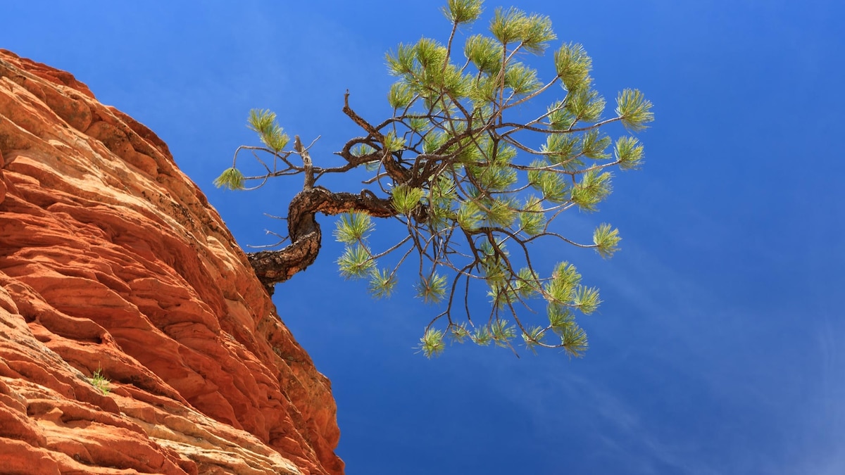 Forests on Utah’s public lands may soon be torn out. Here’s why ...