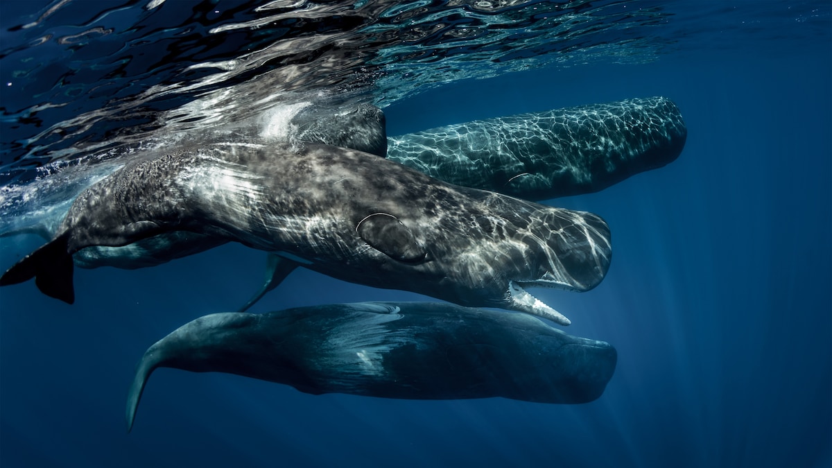 Sound waves and sea creatures | National Geographic
