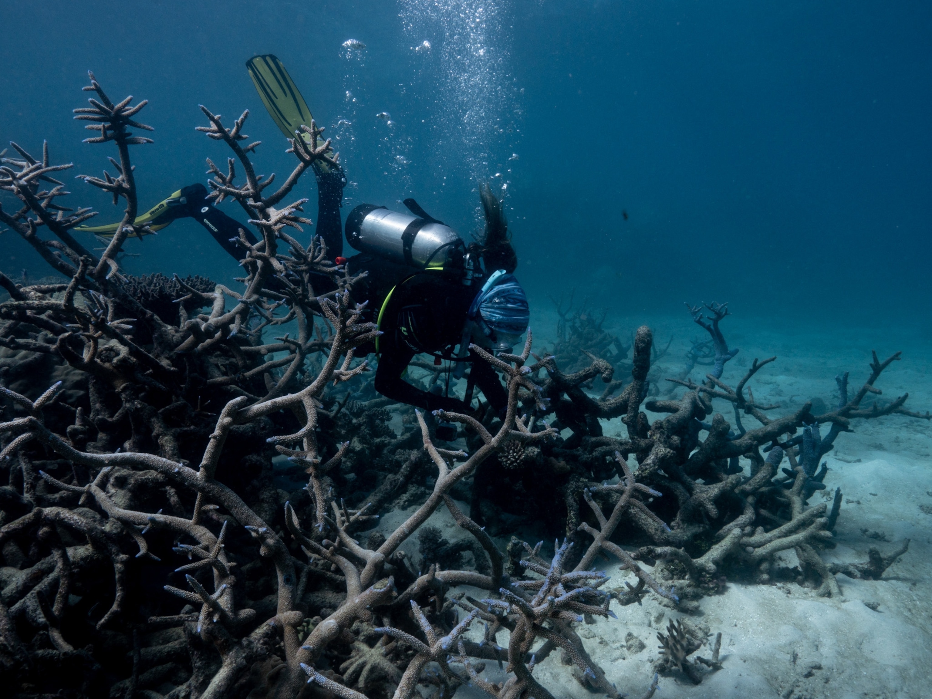 New science could save dying coral reefs, in the Great Barrier Reef and ...