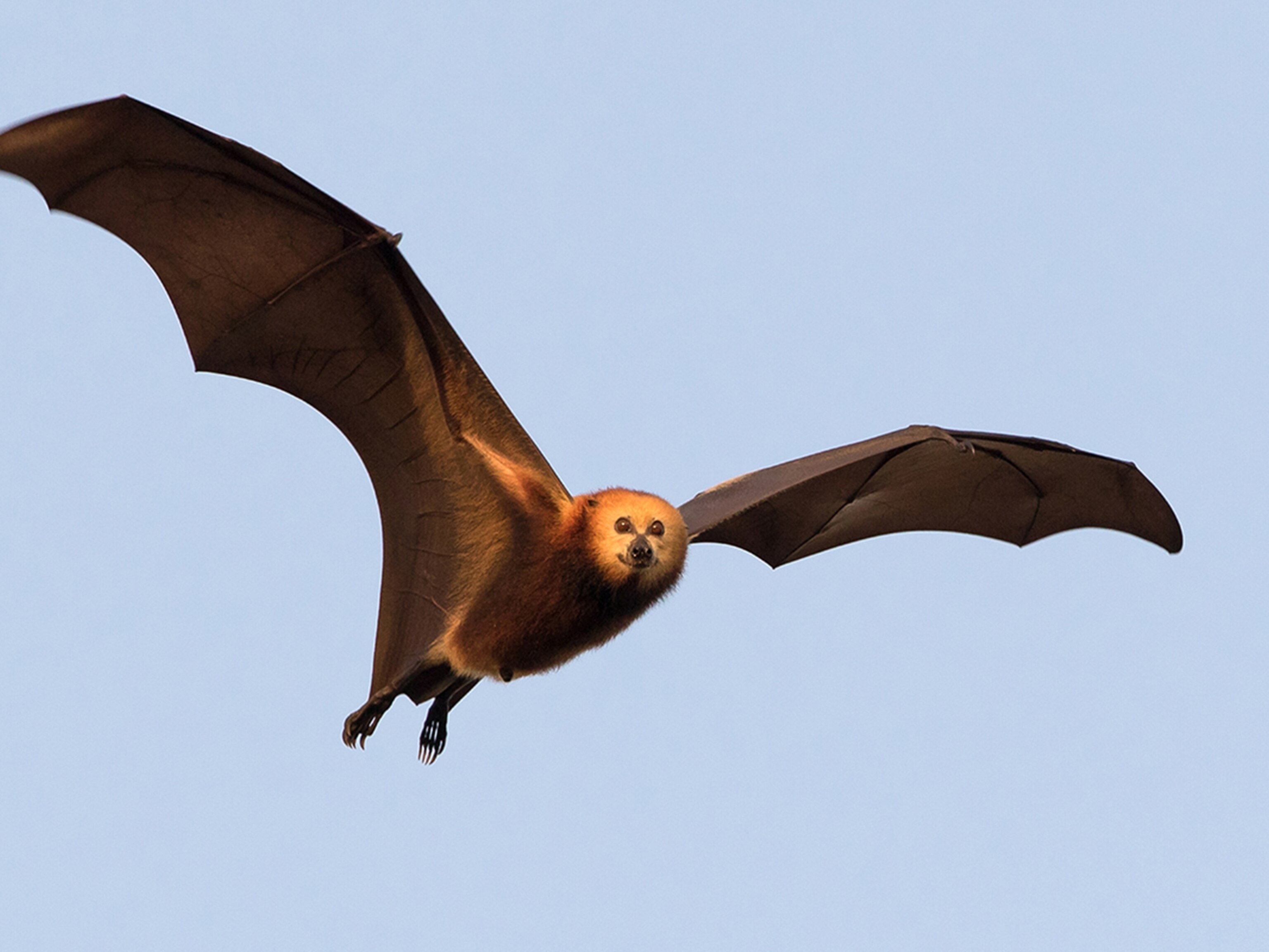 Fruit Bat Wingspan
