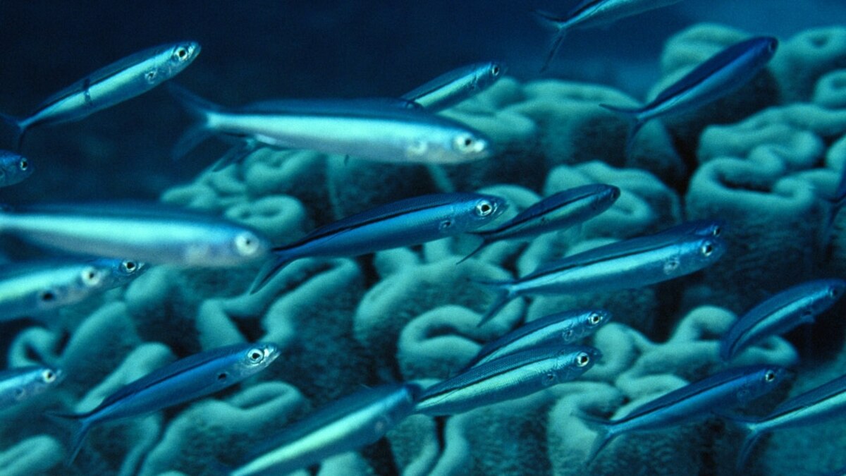 Ocean Wildlife | National Geographic