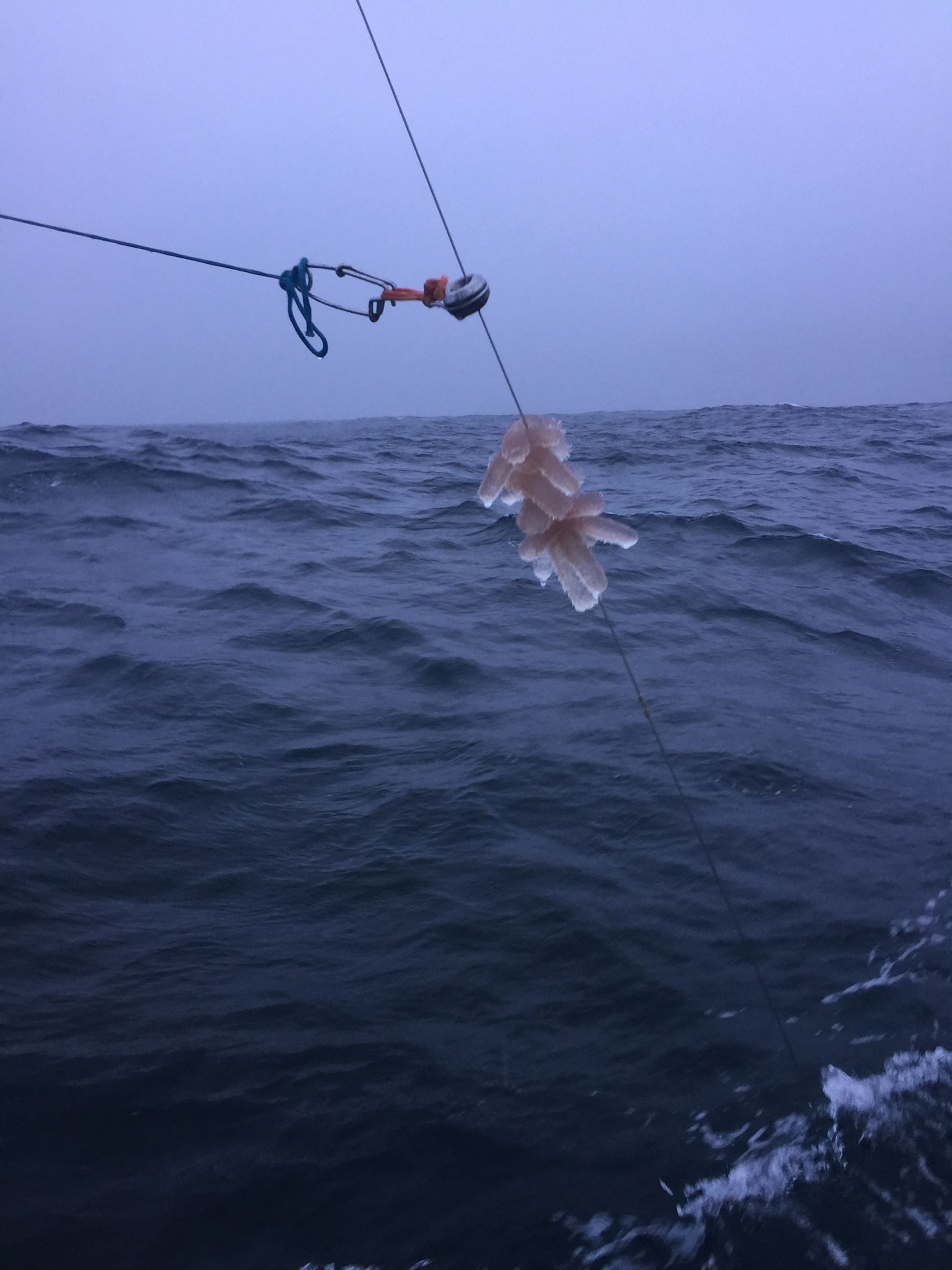 Bizarre, Glowing Sea Creatures Called Pyrosomes Bloom in the Pacific