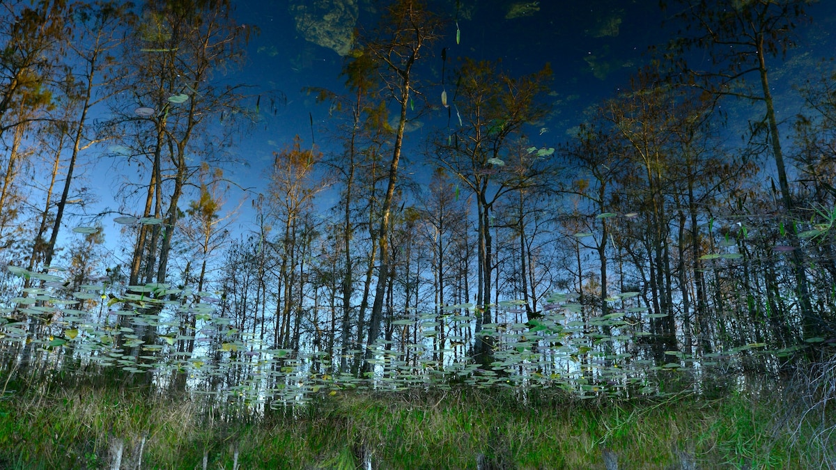 What to do in Big Cypress, Florida's wildest hidden gem | National ...