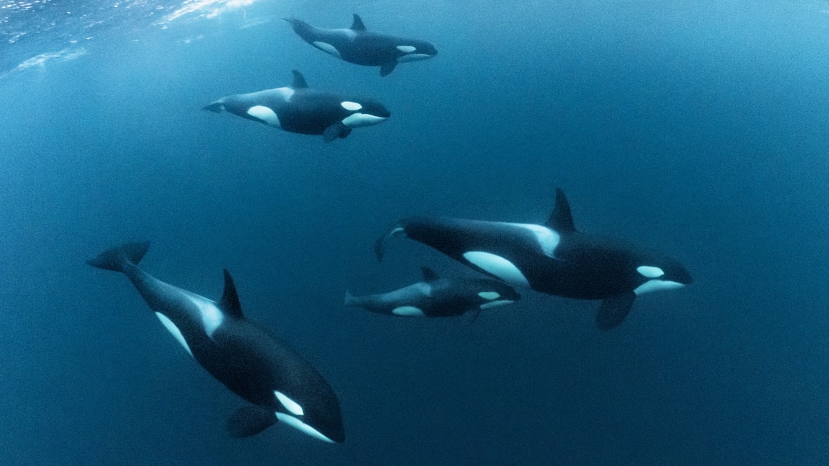 Menopause is very rare among animals. Here’s why orcas go through it ...