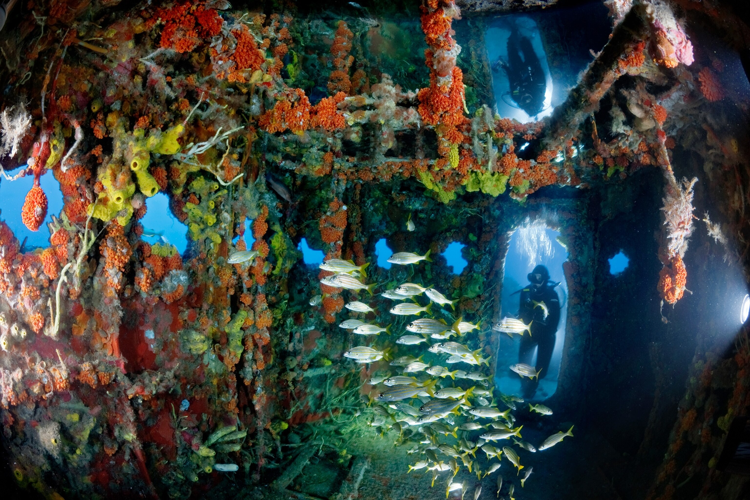 Shipwrecks may help tropical fish adapt to climate change