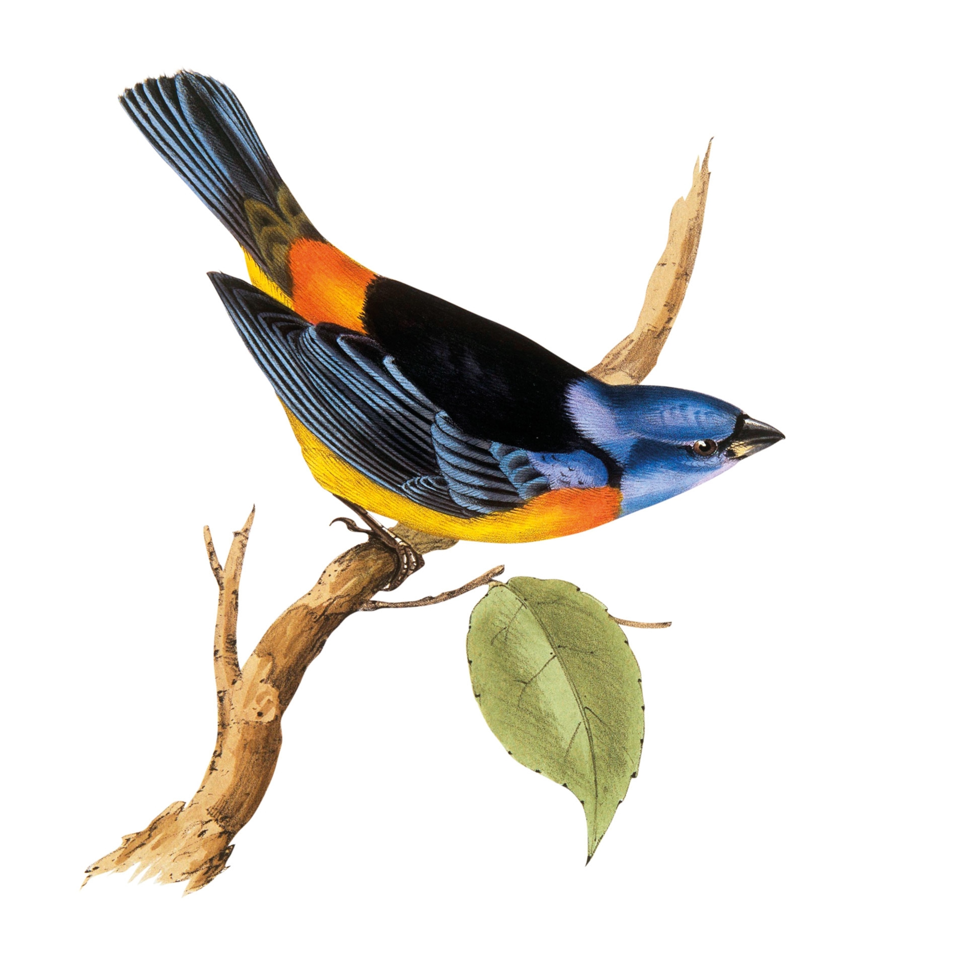 Darwin's voyage on the 'Beagle' started a scientific revolution