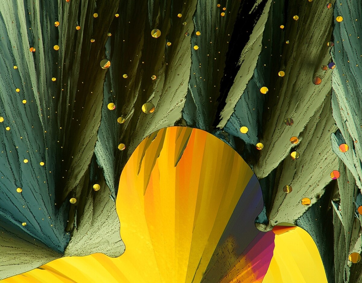 Pictures: Best Micro-Photos of 2010