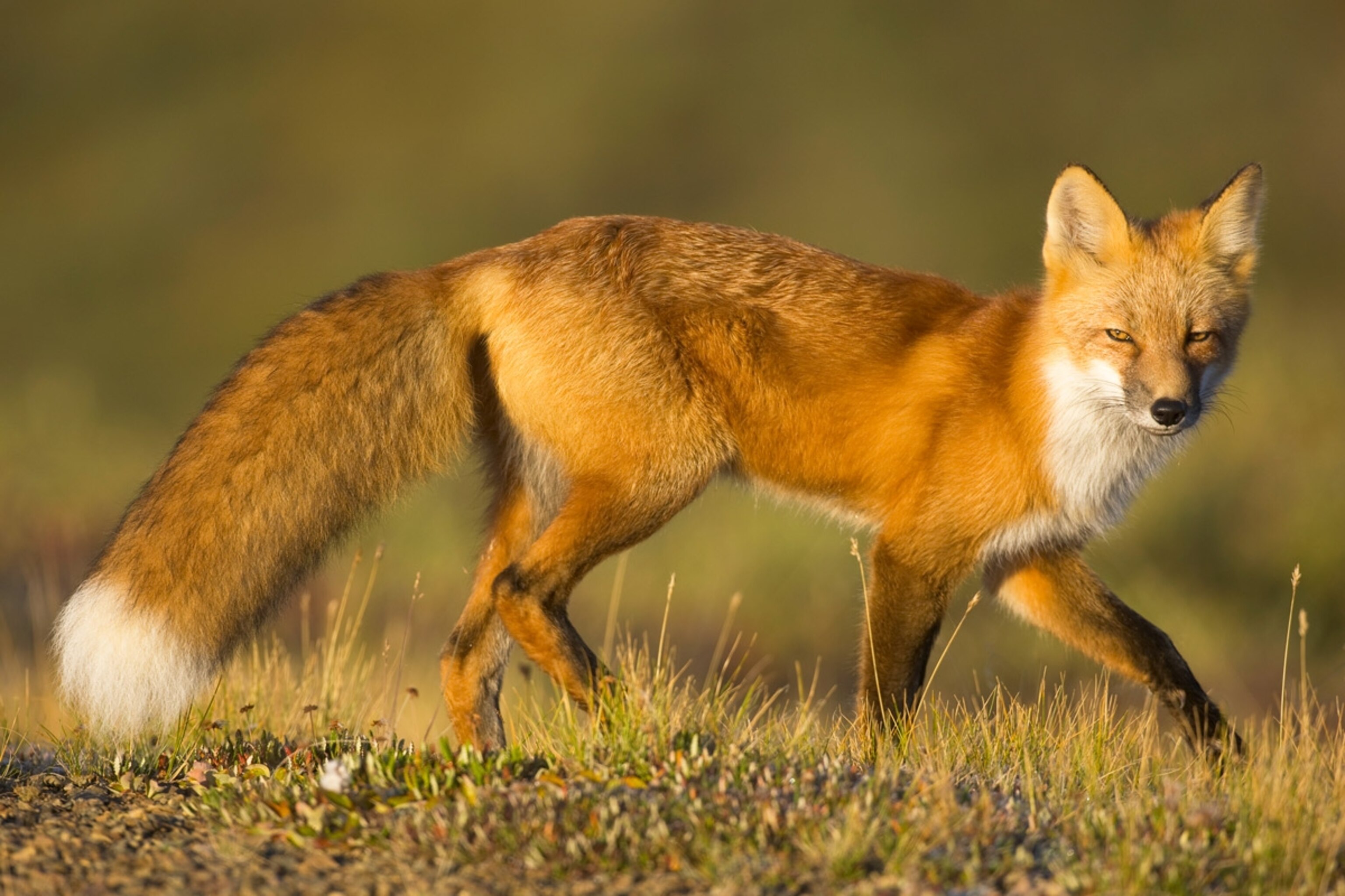 Outdoor Gear Fox Outdoor Tactical Hipster Bag - Compact Waist Pack For ...