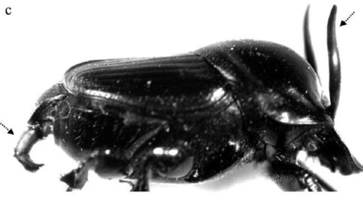 You Know What They Say About Male Beetles With Long Horns… | National ...