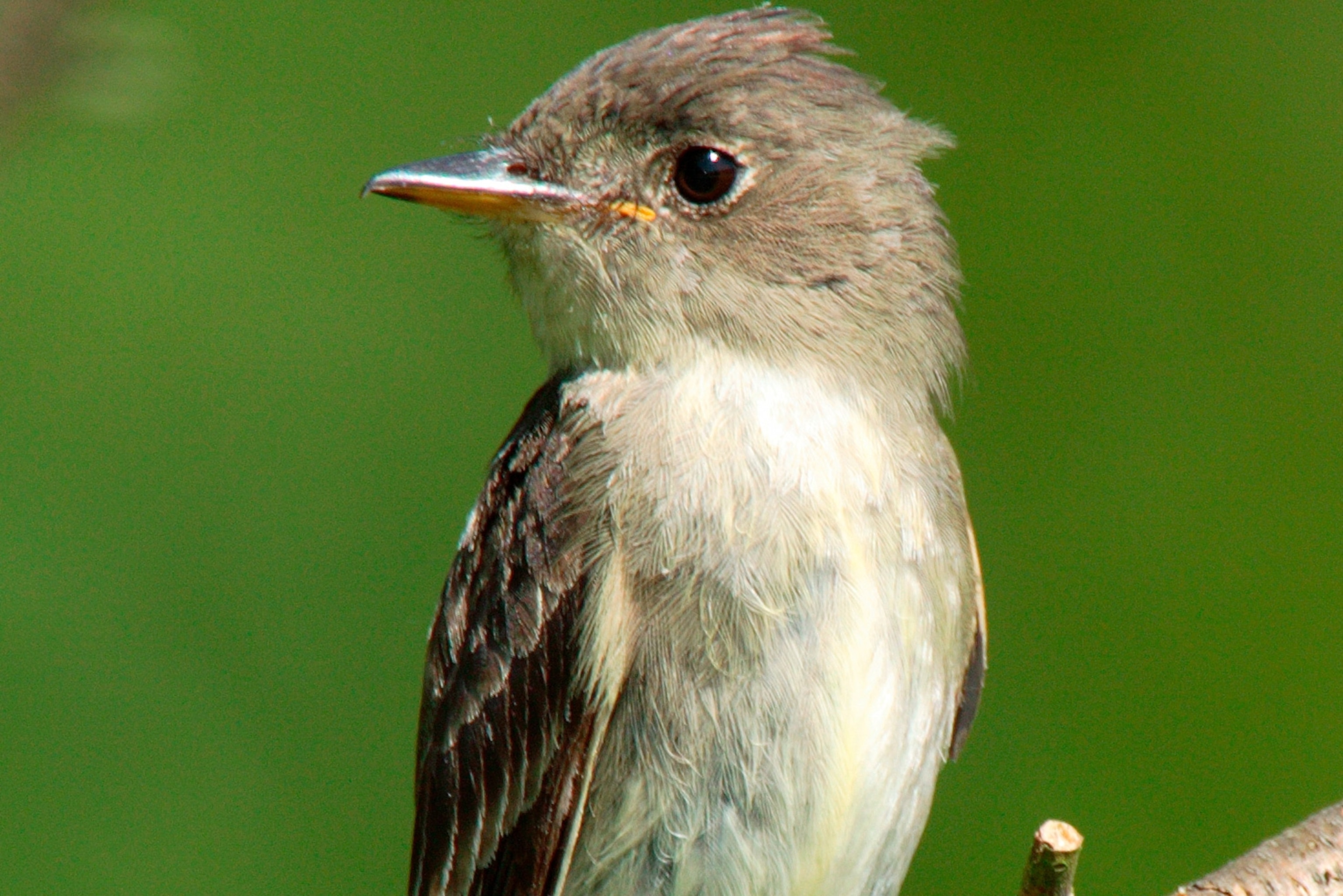 Western Wood Pewee