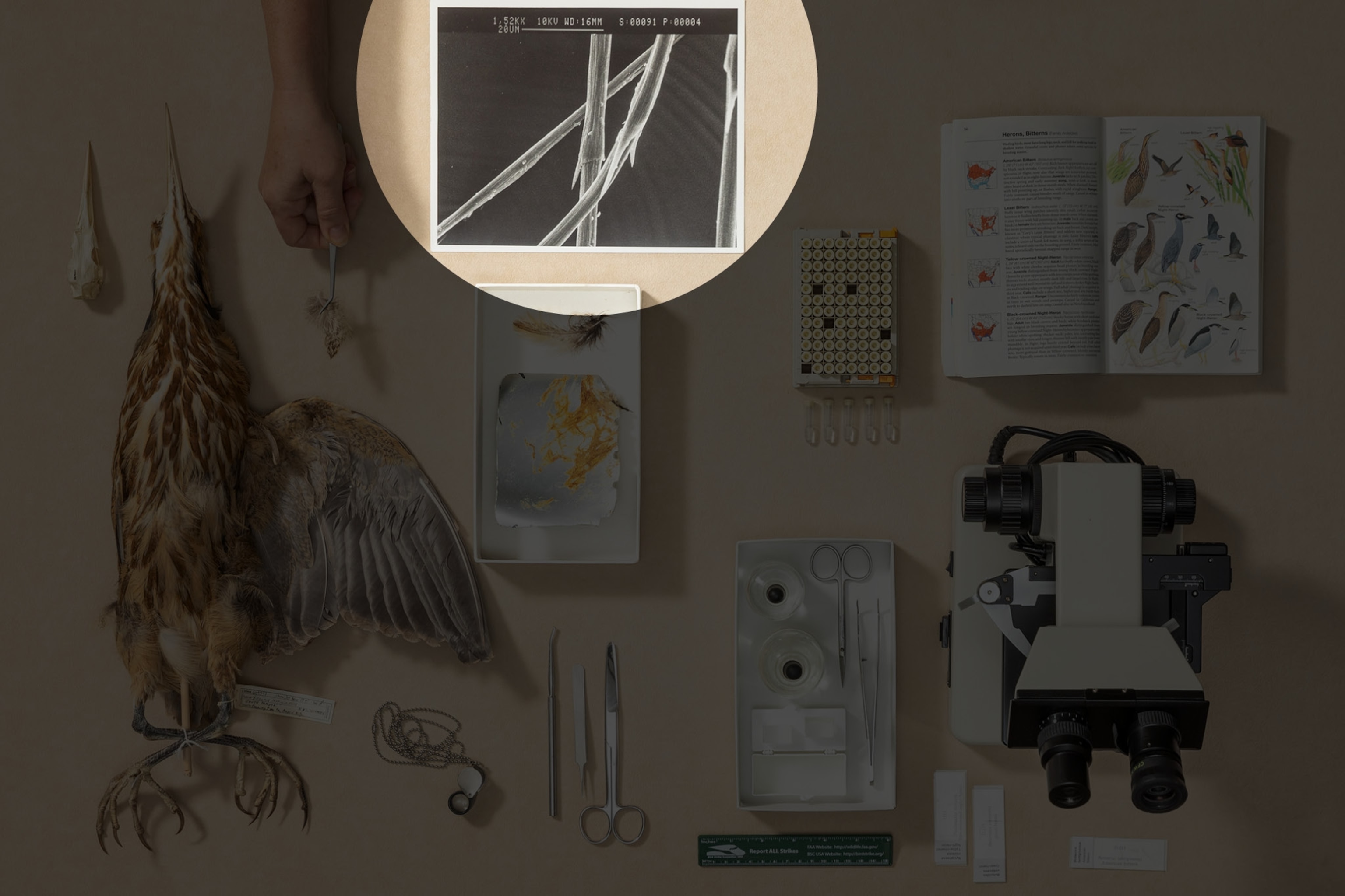 These 12 tools help solve avian mysteries