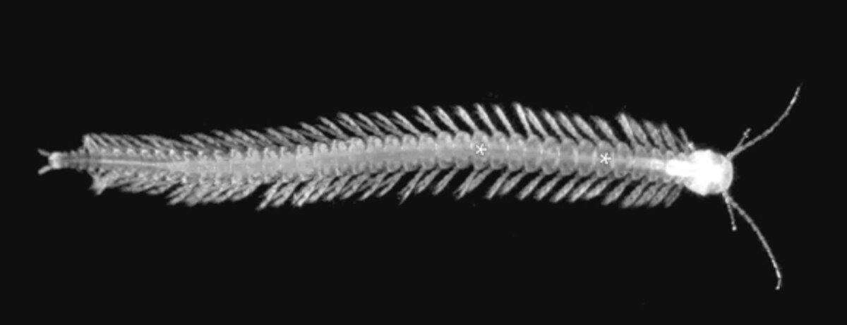 Of 70,000 Crustacean Species, Here’s The First Venomous One