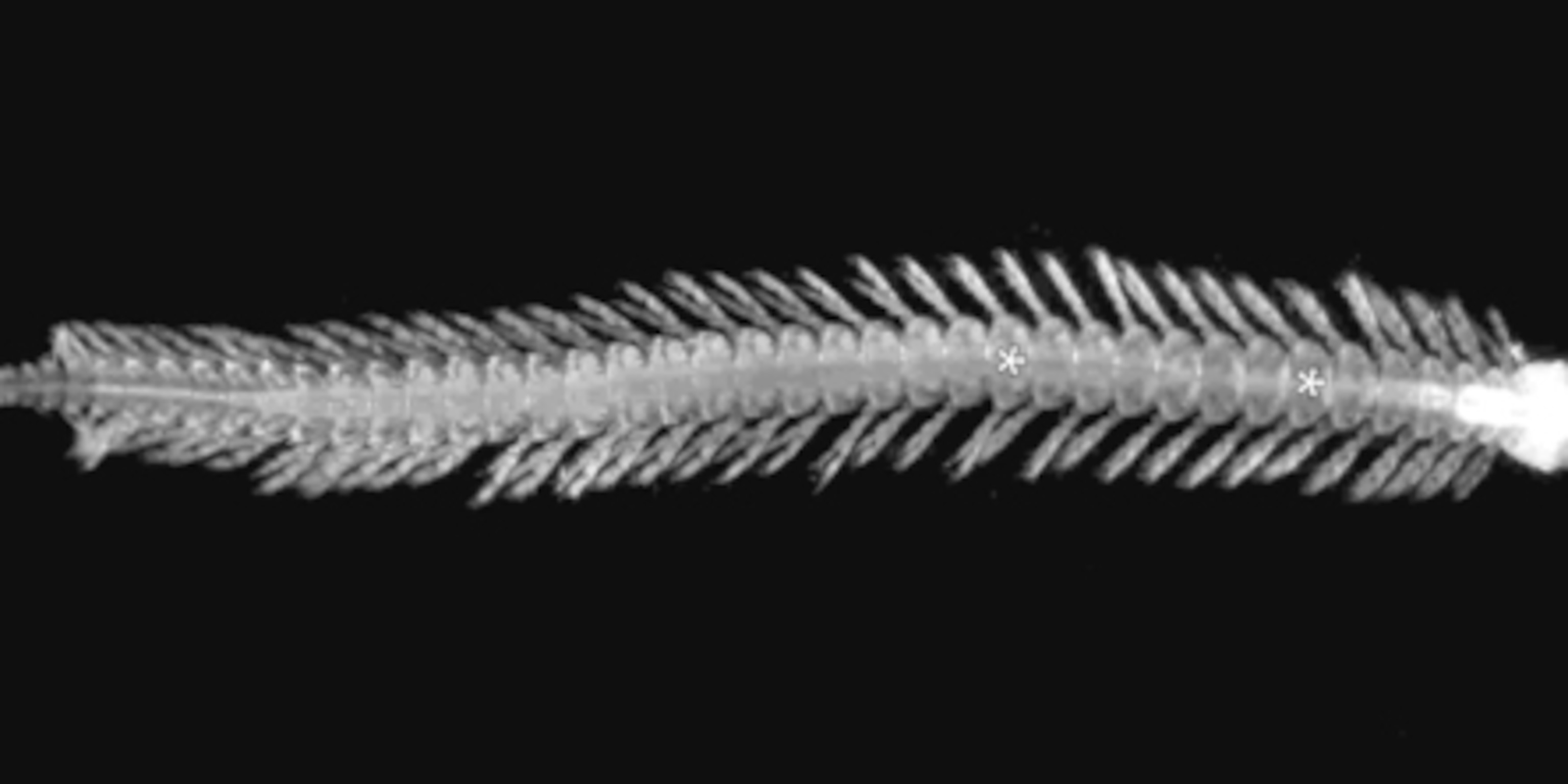 Of 70,000 Crustacean Species, Here’s The First Venomous One