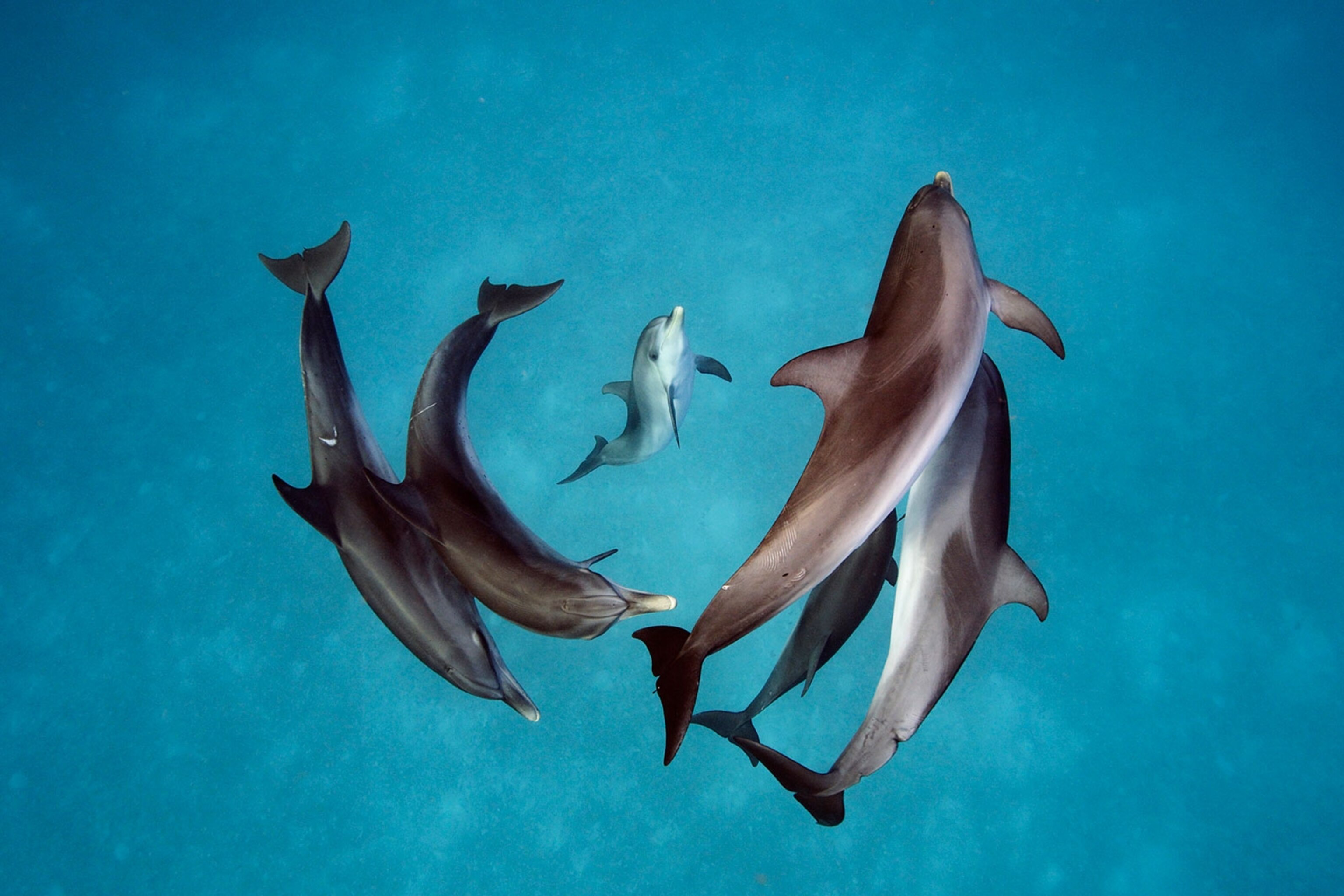 A Photographer Shows Us Just How Smart Dolphins Are