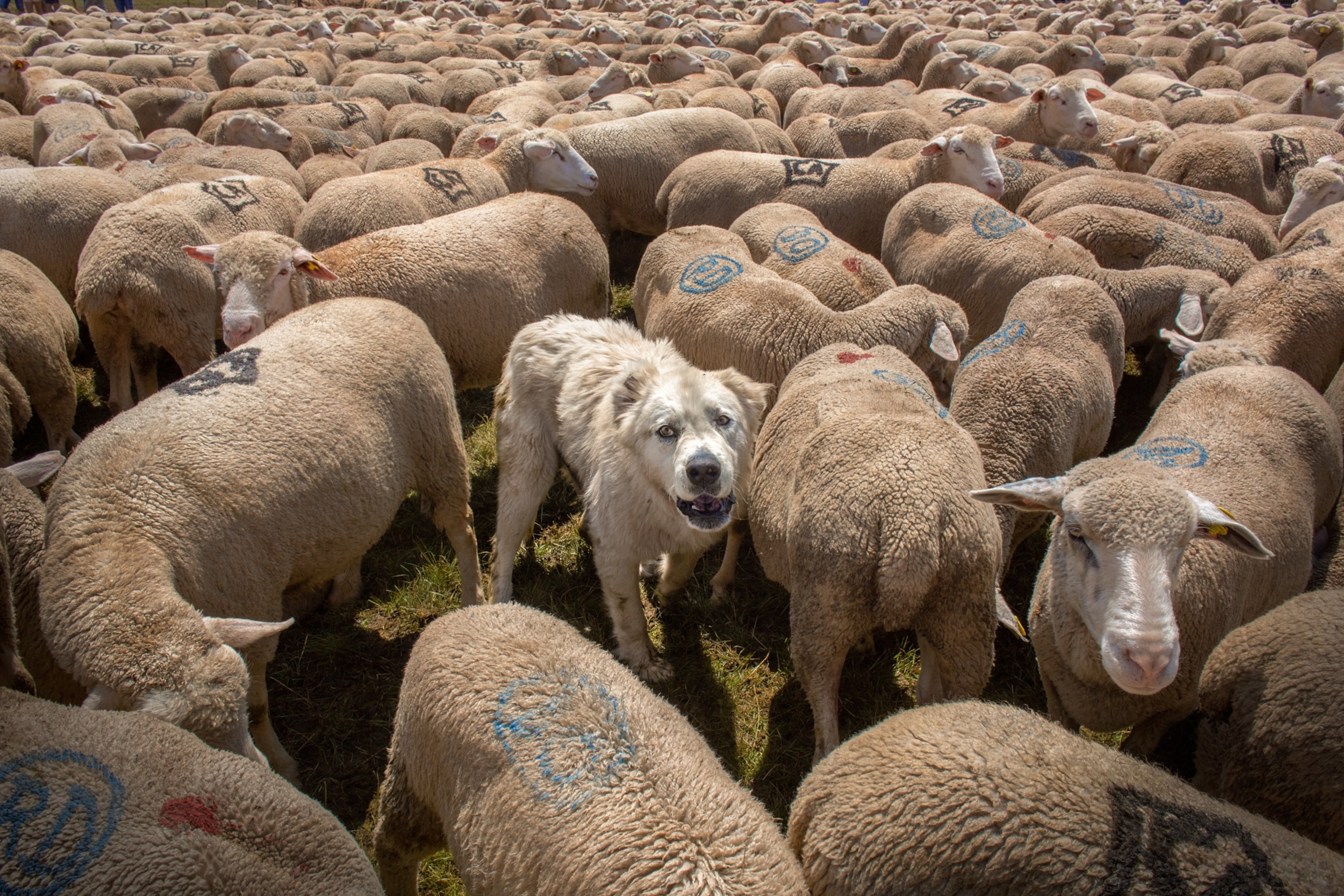 What you learn when you follow the herd in Italy