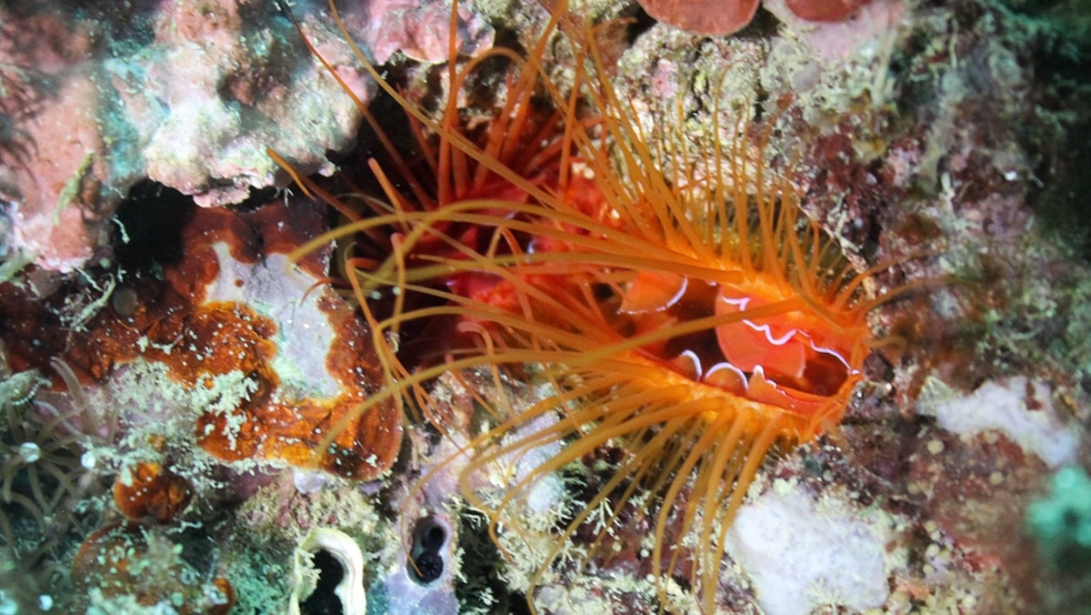 Why Do Disco Clams Put On Brilliant Underwater Light Shows? | National ...