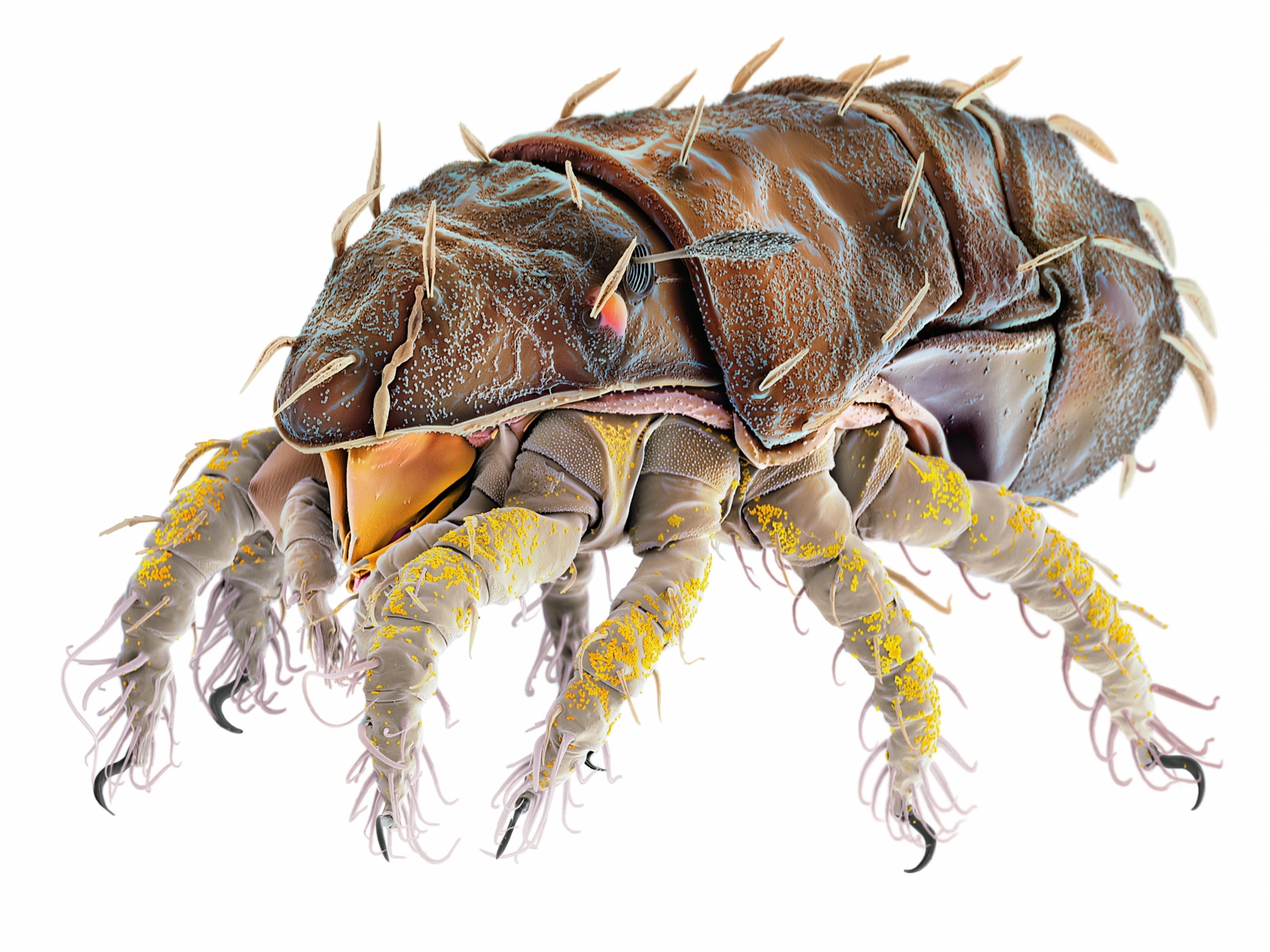 Mighty Mites - National Geographic Magazine