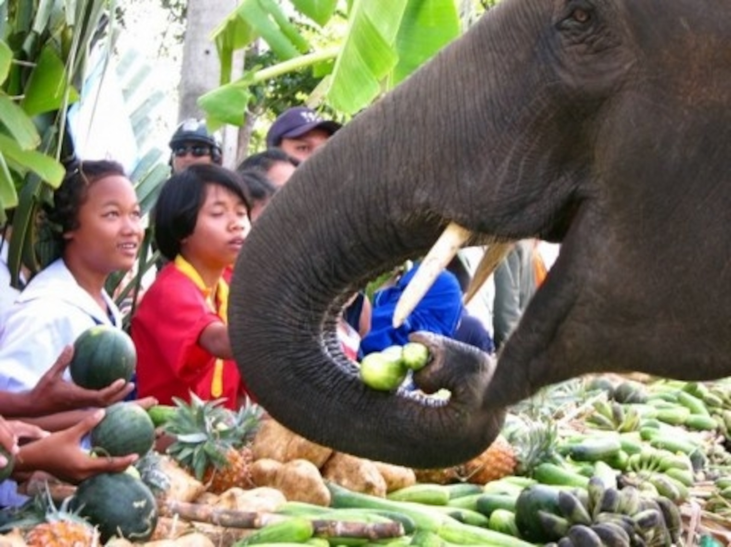 The Elephant Buffet | National Geographic