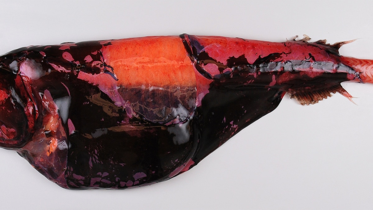 Pictures: Strange New Fish Found Deep off New Zealand | National Geographic