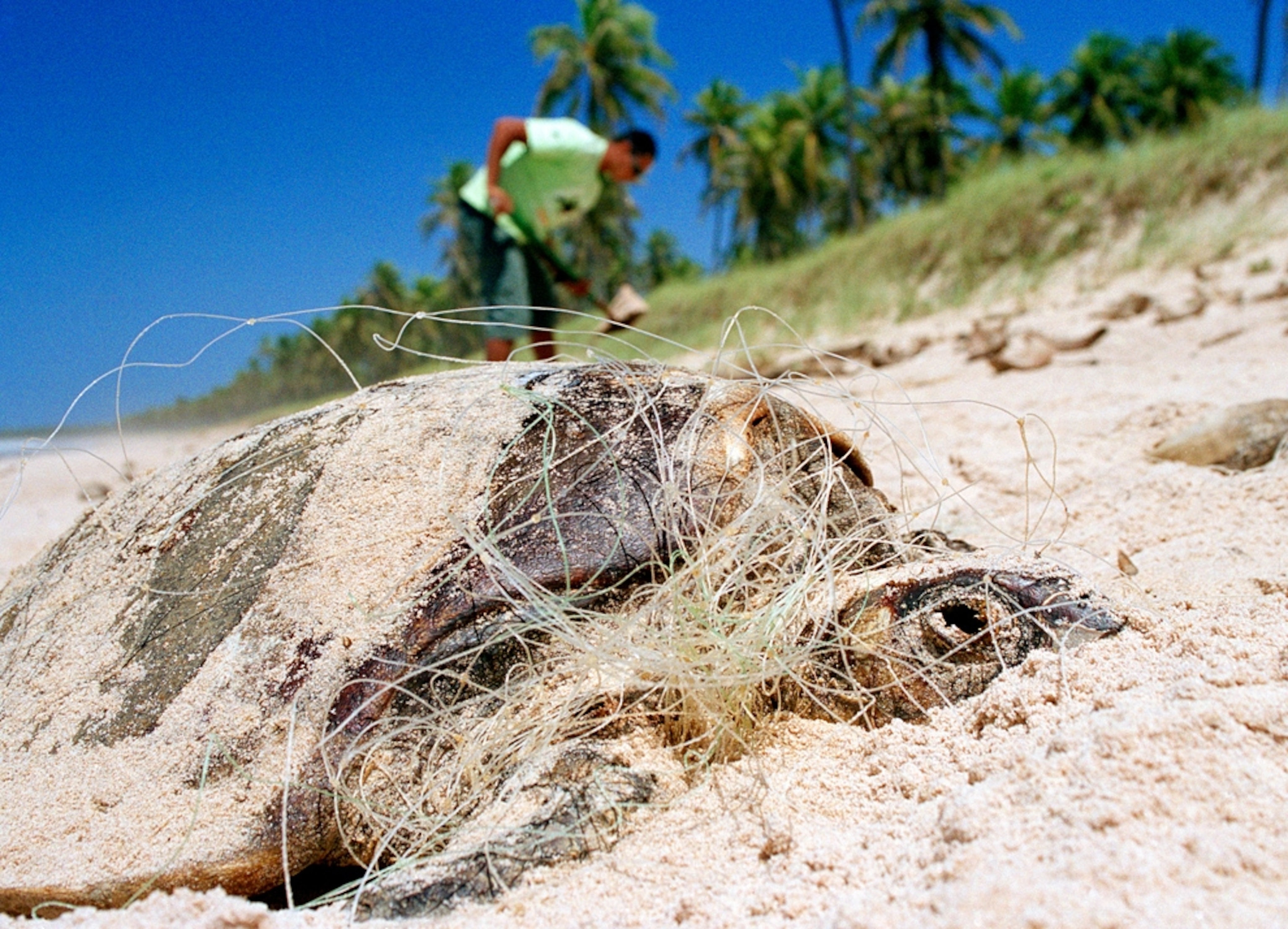 Pictures: Millions of Sea Turtles Killed Accidentally? | National ...