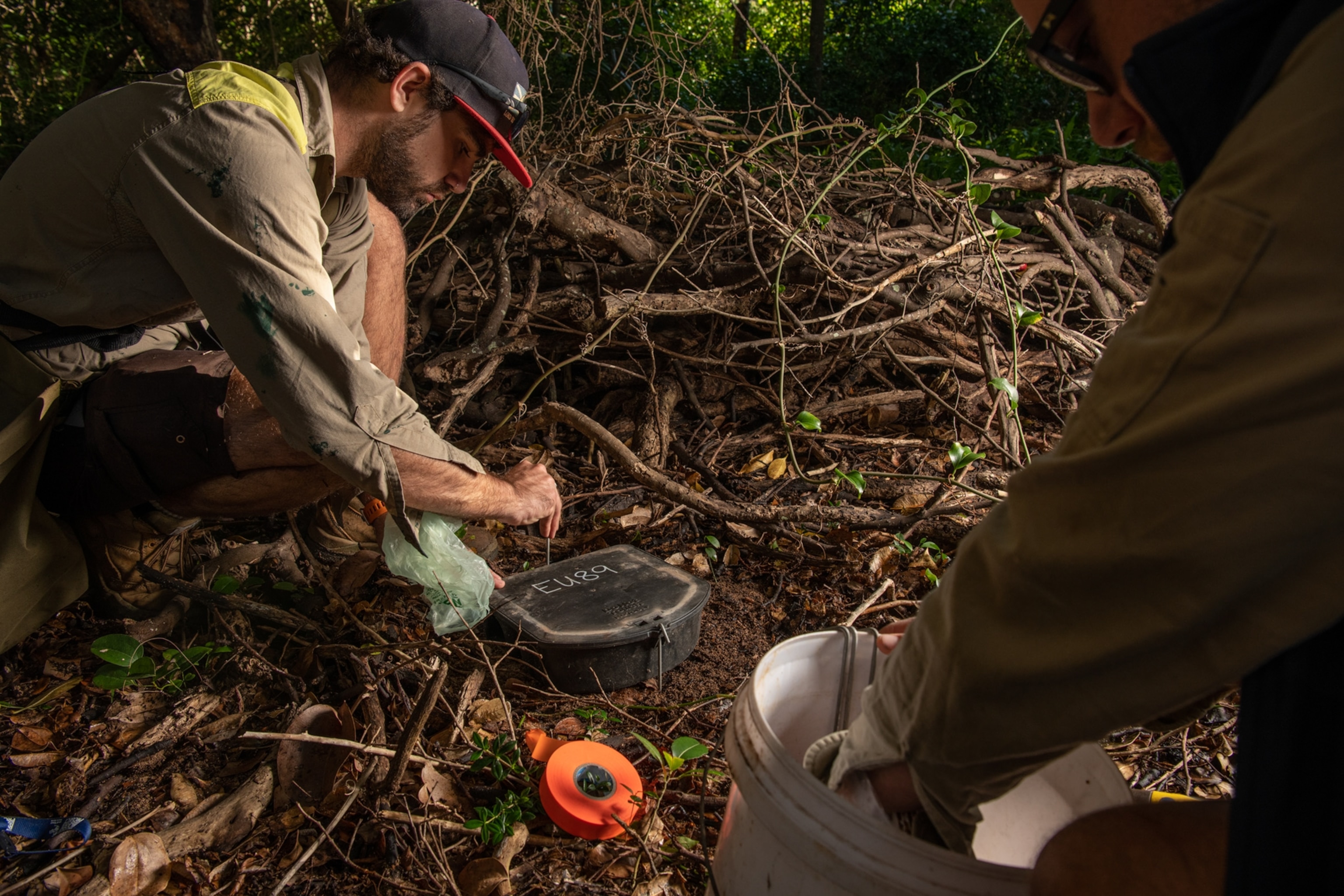 Rats invaded paradise. Here’s how paradise fought back.