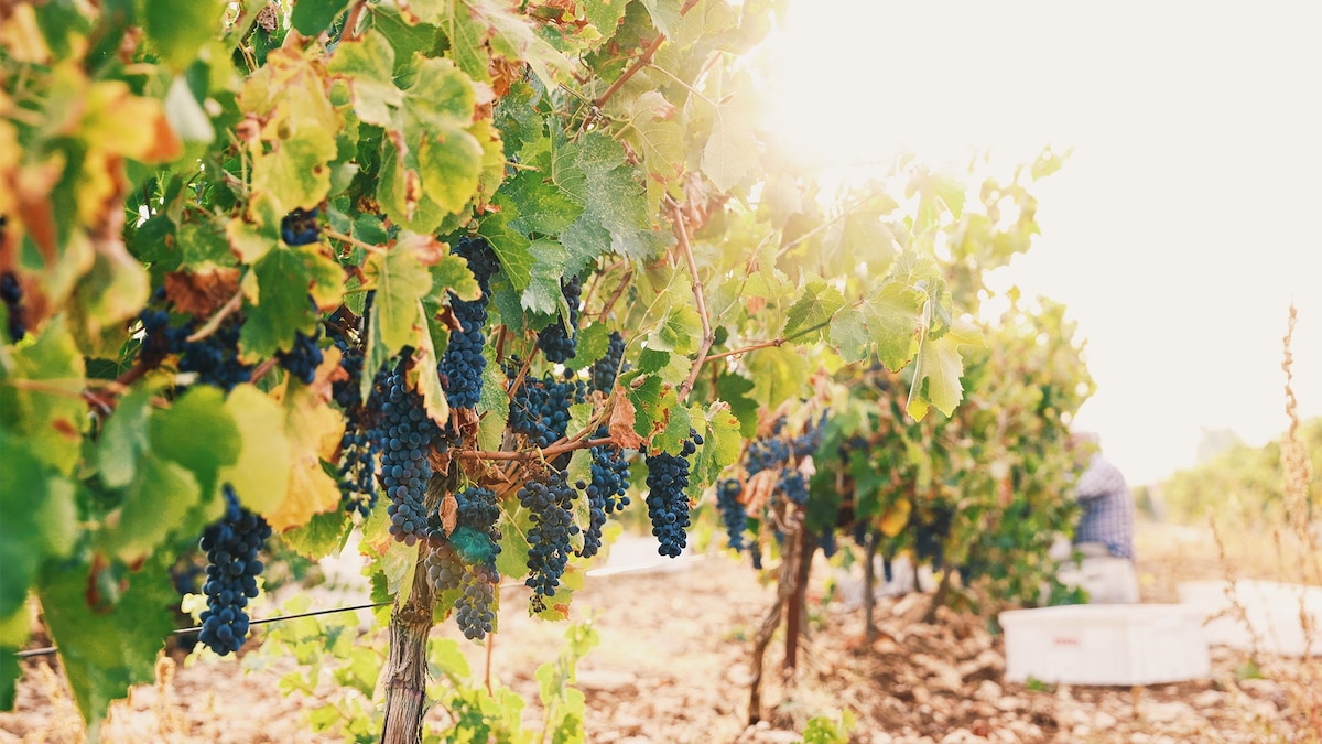 Why you should discover Çal, Turkey’s newest wine trail | National ...