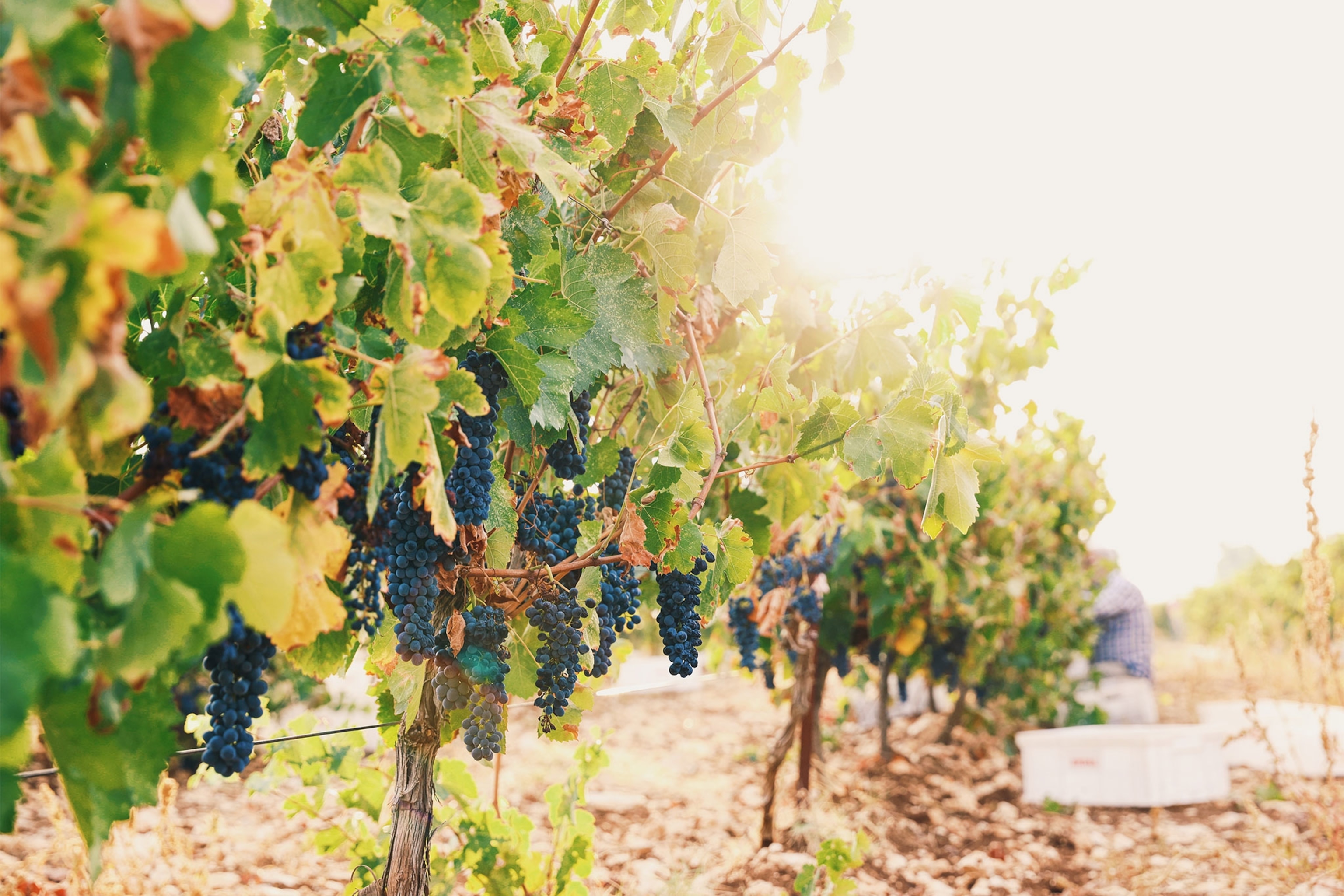 Why you should discover Çal, Turkey’s newest wine trail