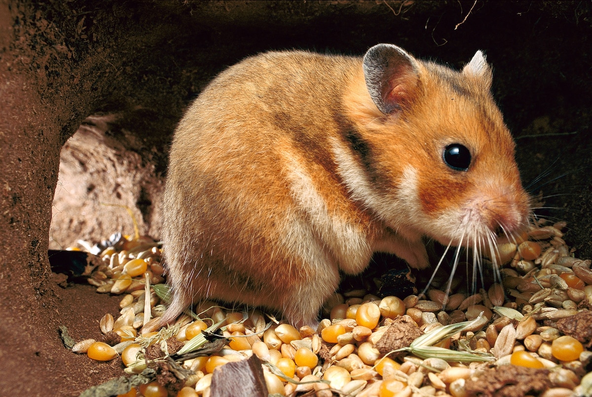Your Hamster May Have Surprising Origins